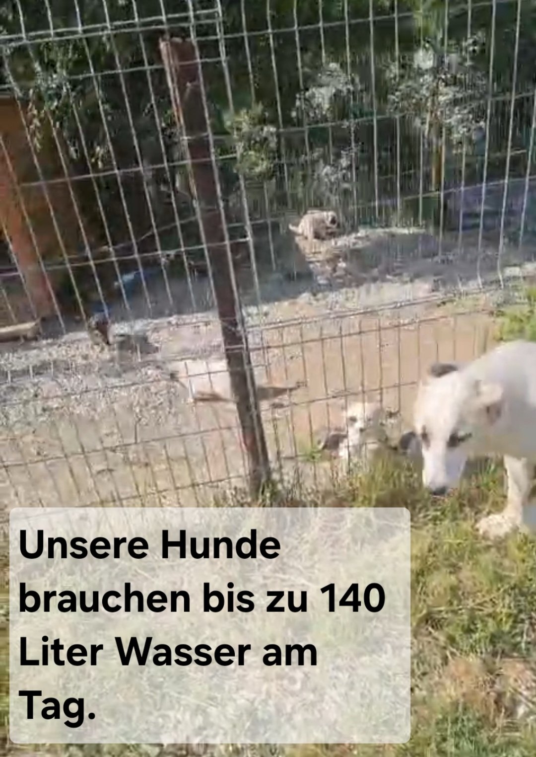 Fundraiser by Alba Streunerhilfe Tirana : Brunnenprojekt: Wasser für ...