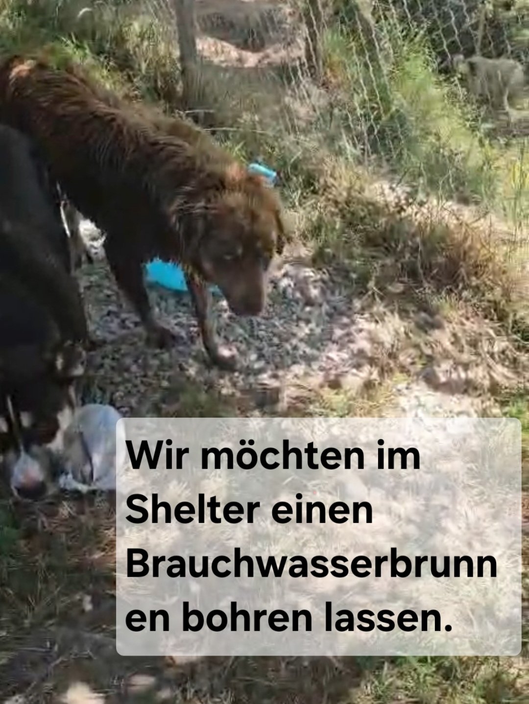 Fundraiser by Alba Streunerhilfe Tirana : Brunnenprojekt: Wasser für ...