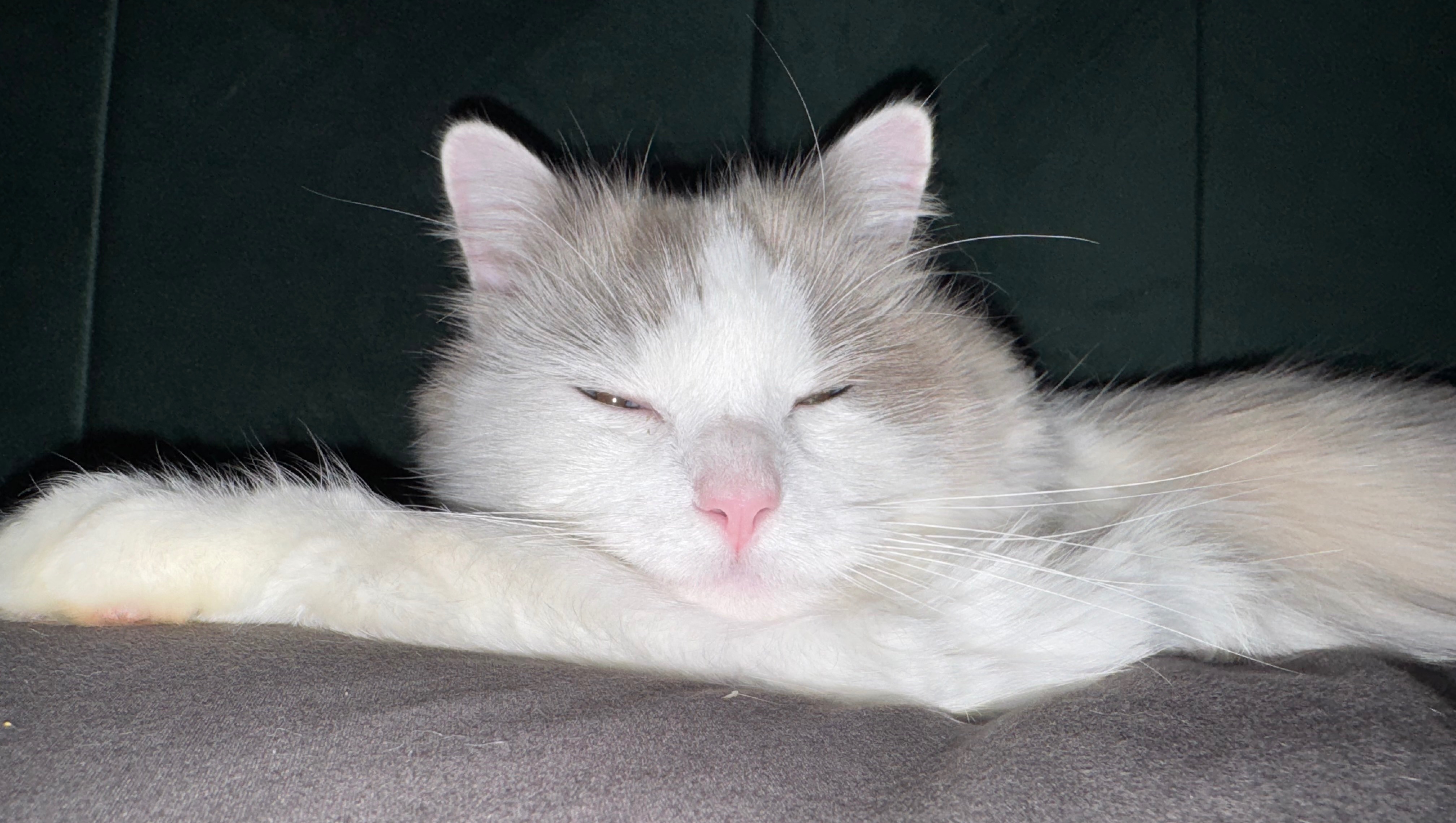 Fundraiser by Laura Brady : Help Save Lola – My Son’s Best Friend
