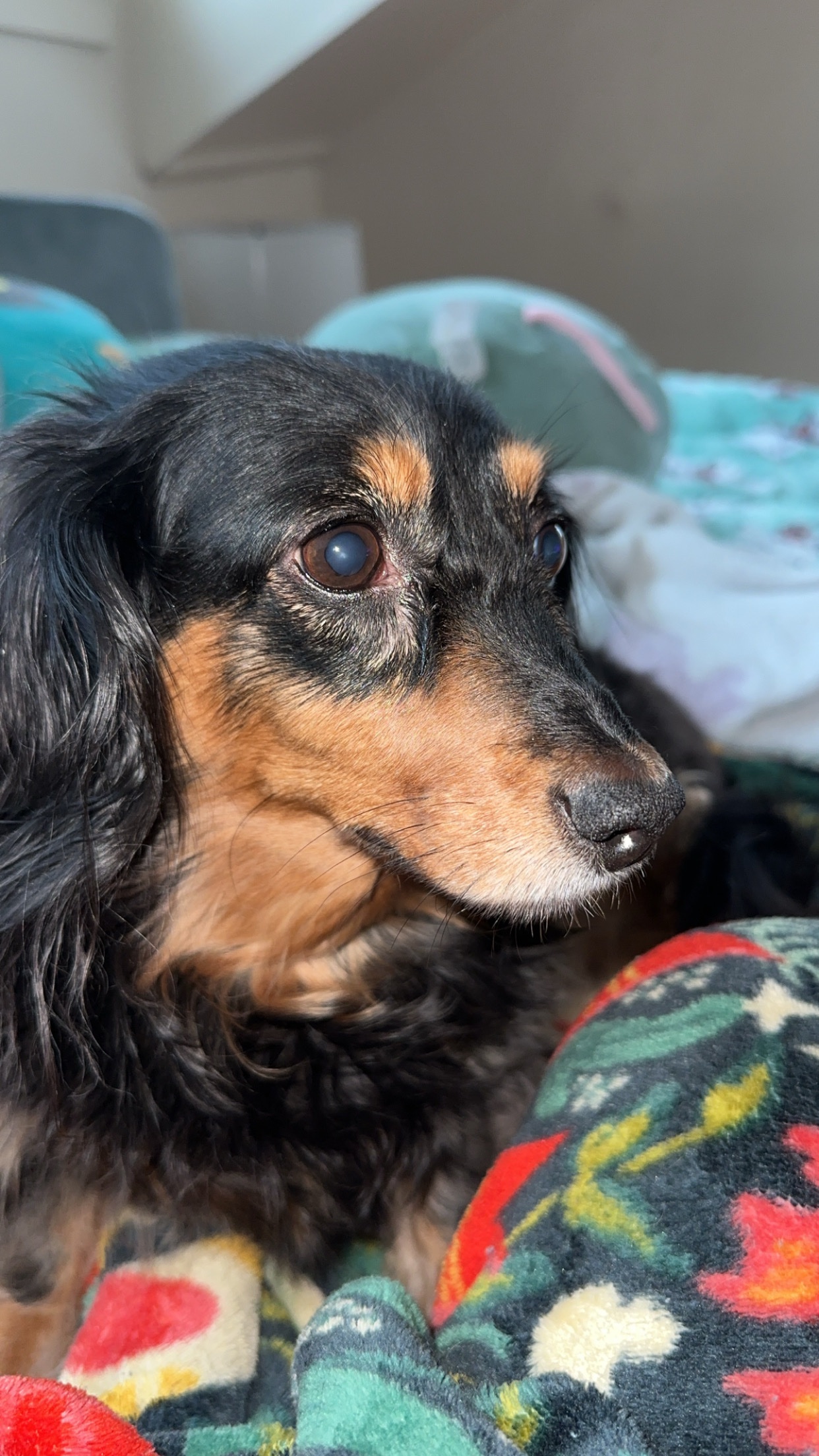 Fundraiser by Lila Rivera : Help Sprout Bean Smile Again