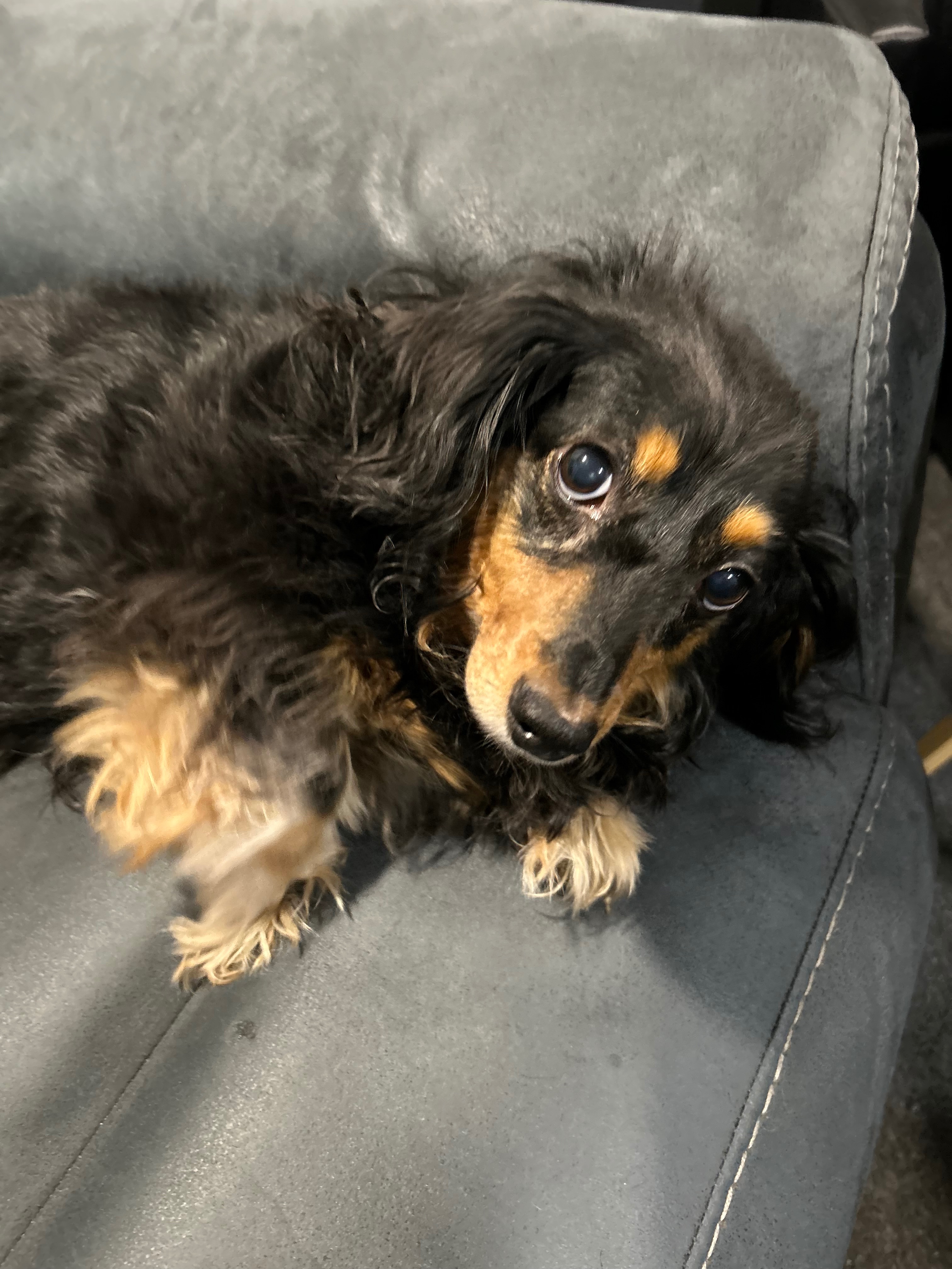 Fundraiser by Lila Rivera : Help Sprout Bean Smile Again