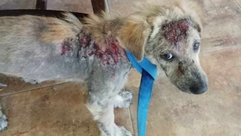Fundraiser by Edgar Ossa : Help Edgar’s Dog Heal and Feel Safe Again