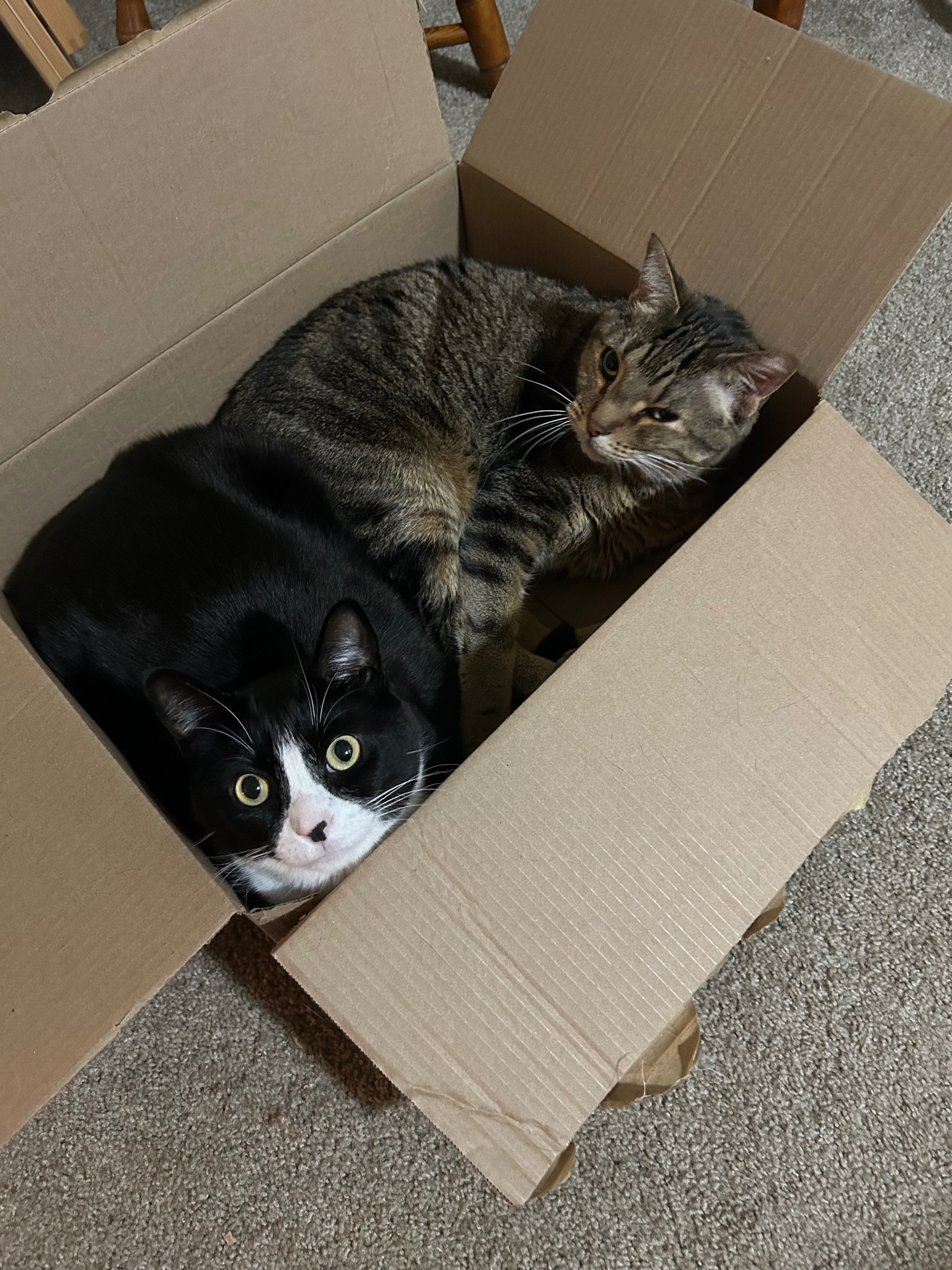 Fundraiser by Laila Bennett : Help Steven (my cat:) Get His Tumor ...