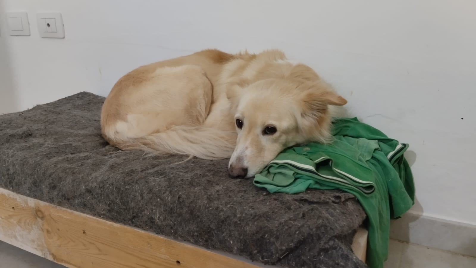 Fundraiser by Zina Daniele : Thomas e i suoi due cani cercano un tetto ...