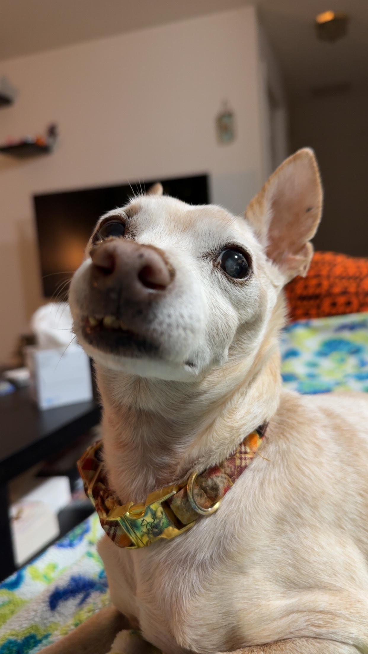 Fundraiser by Samantha Shafer : Hope and Healing for Buddie