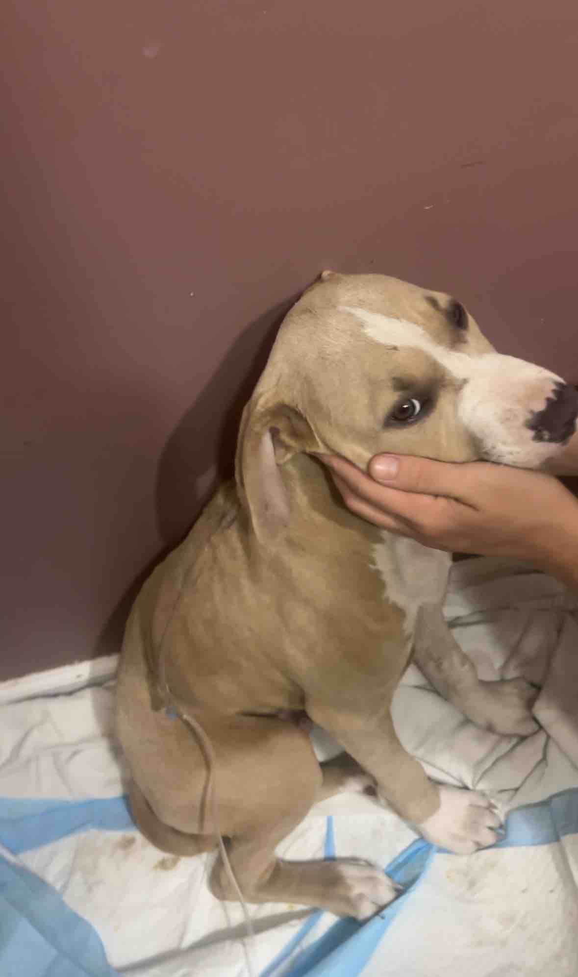Fundraiser by Gabrielle Harris : Help My Puppies Beat Parvo