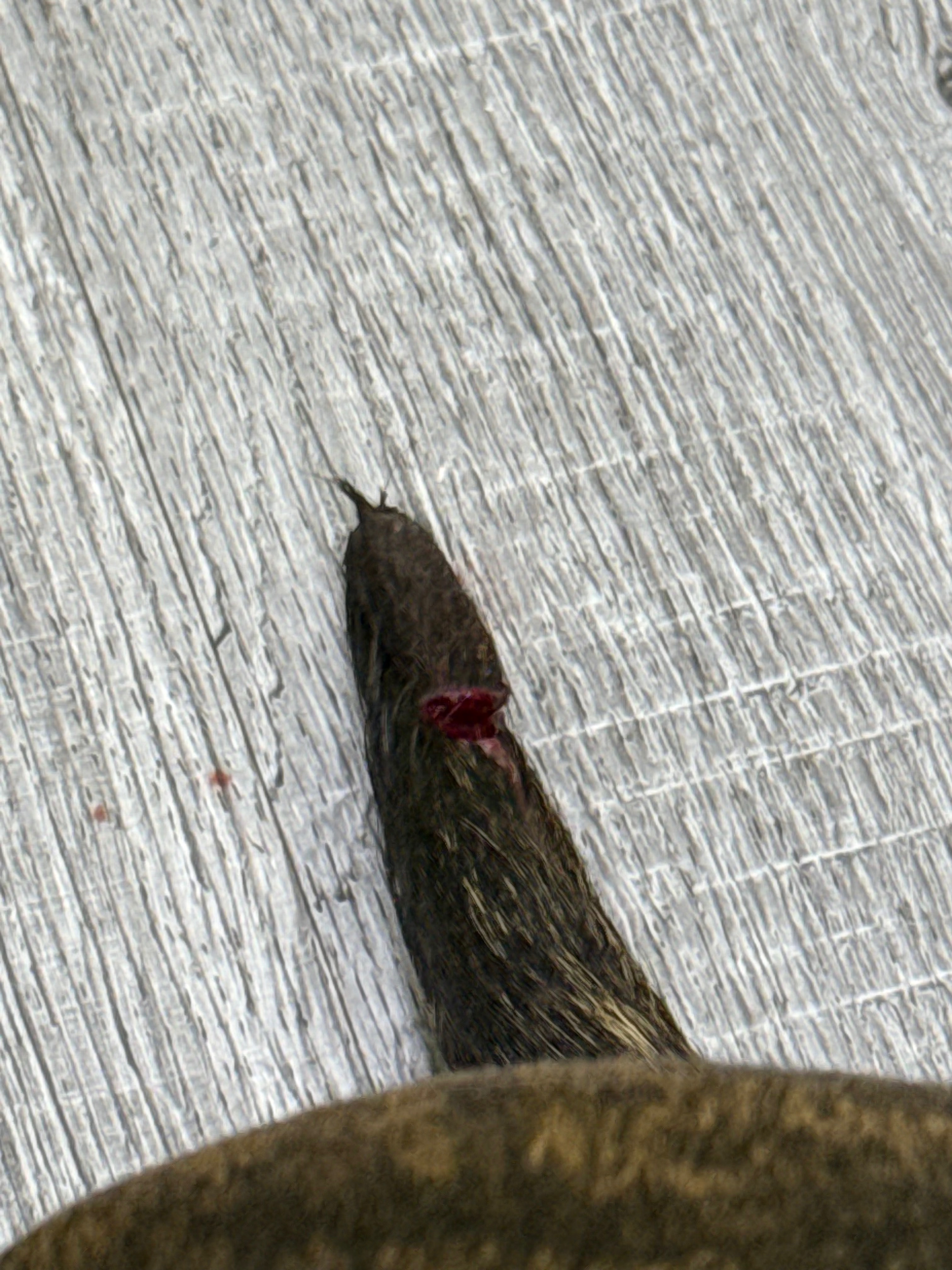 Fundraiser by Angel Arsenault : Millie tail fell off