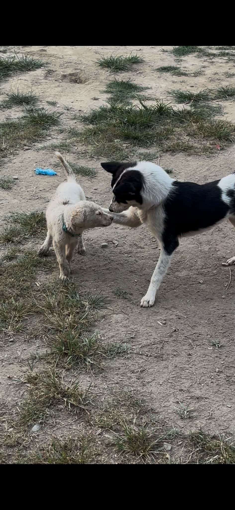 Fundraiser by Baer Jason : Support Animal Love Hostel for Nepal's ...