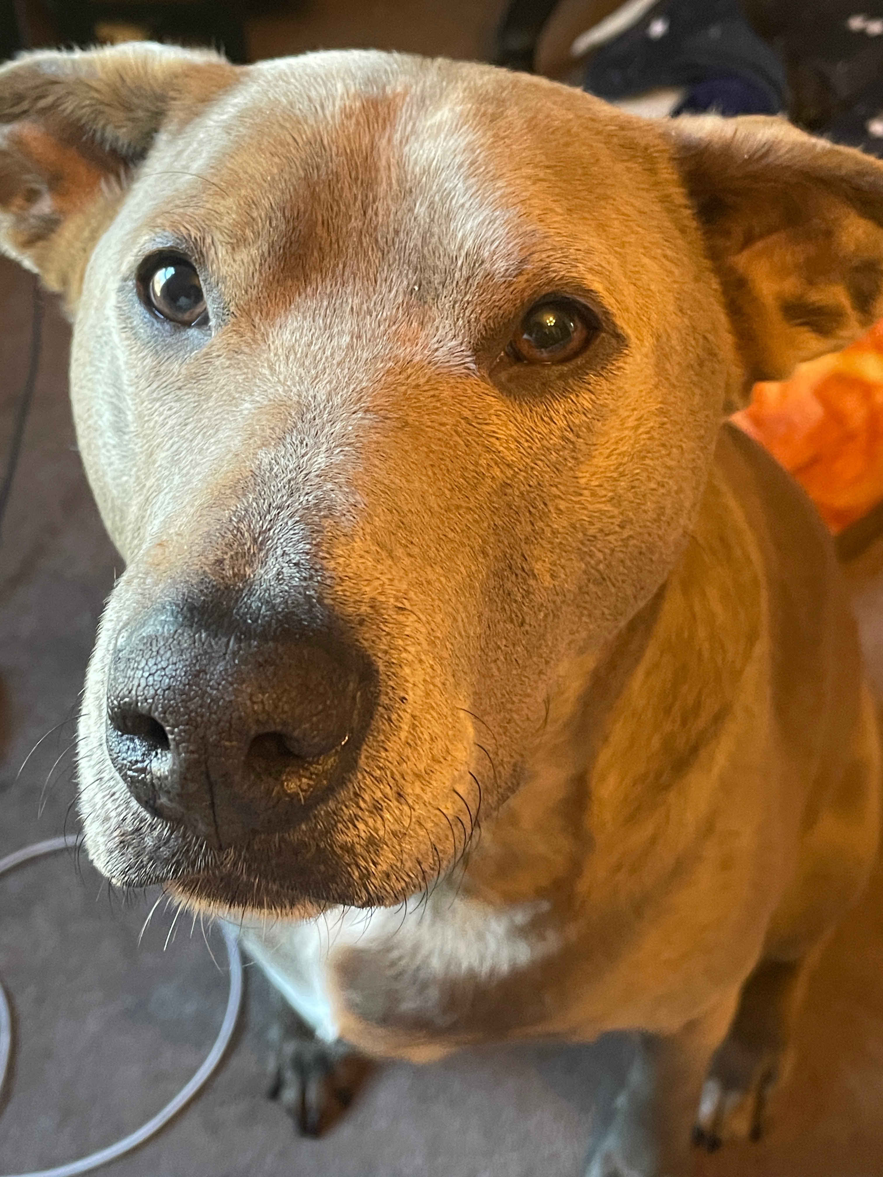 Fundraiser by Mackenzie Appleyard : Help My Rescue Dog Heal Her Injuries