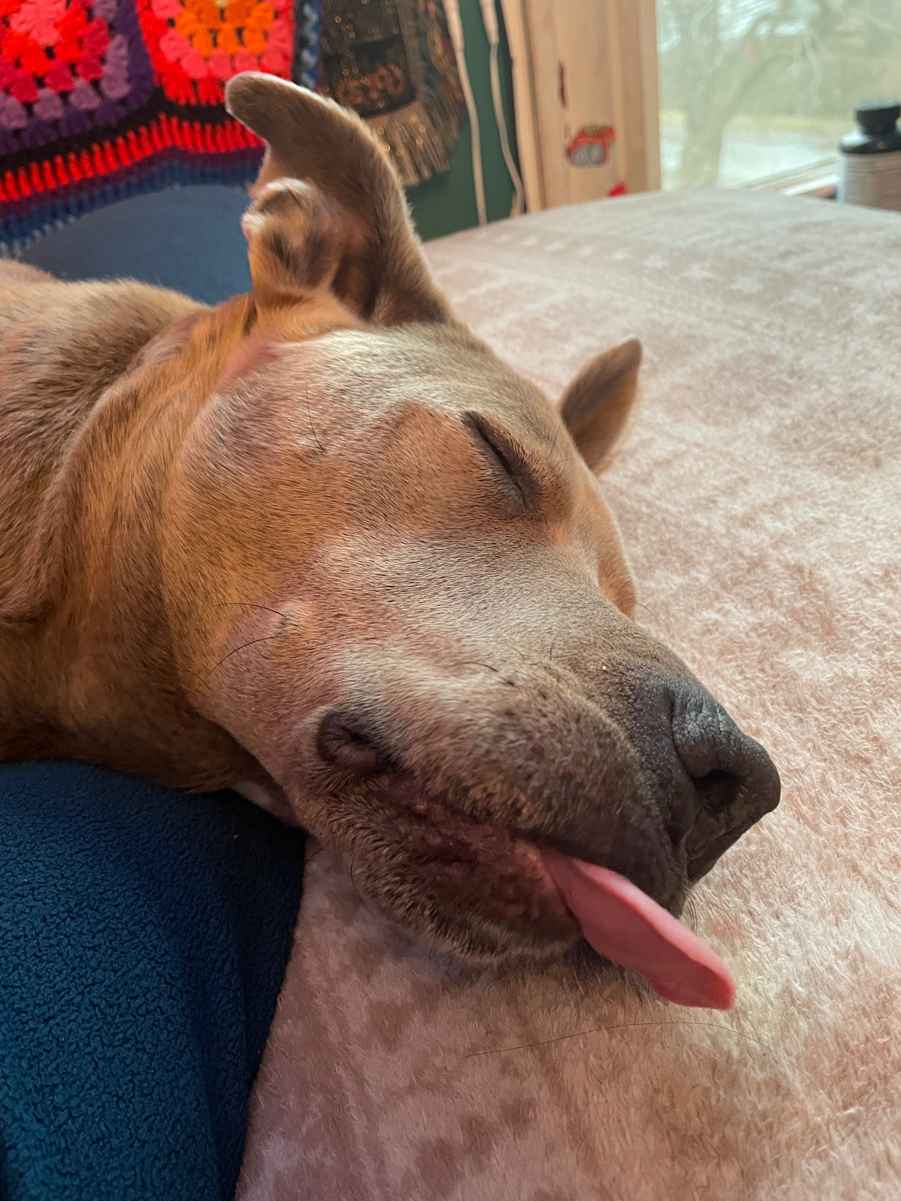Fundraiser by Mackenzie Appleyard : Help My Rescue Dog Heal Her Injuries