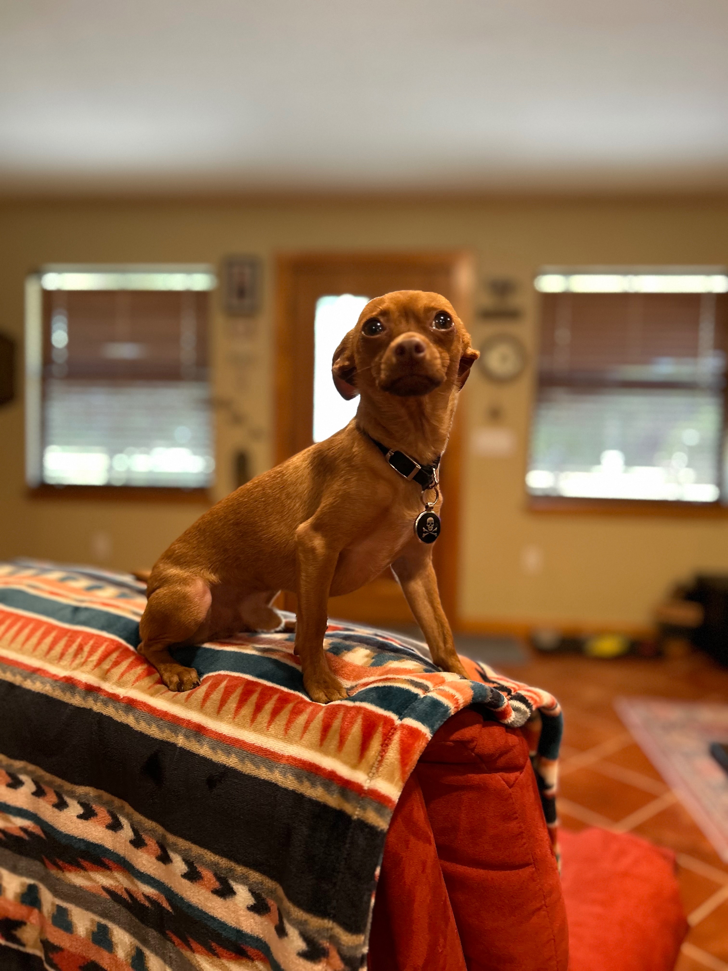 Fundraiser by Rustyn Drake : Help Doyle Recover from Emergency Vet Care