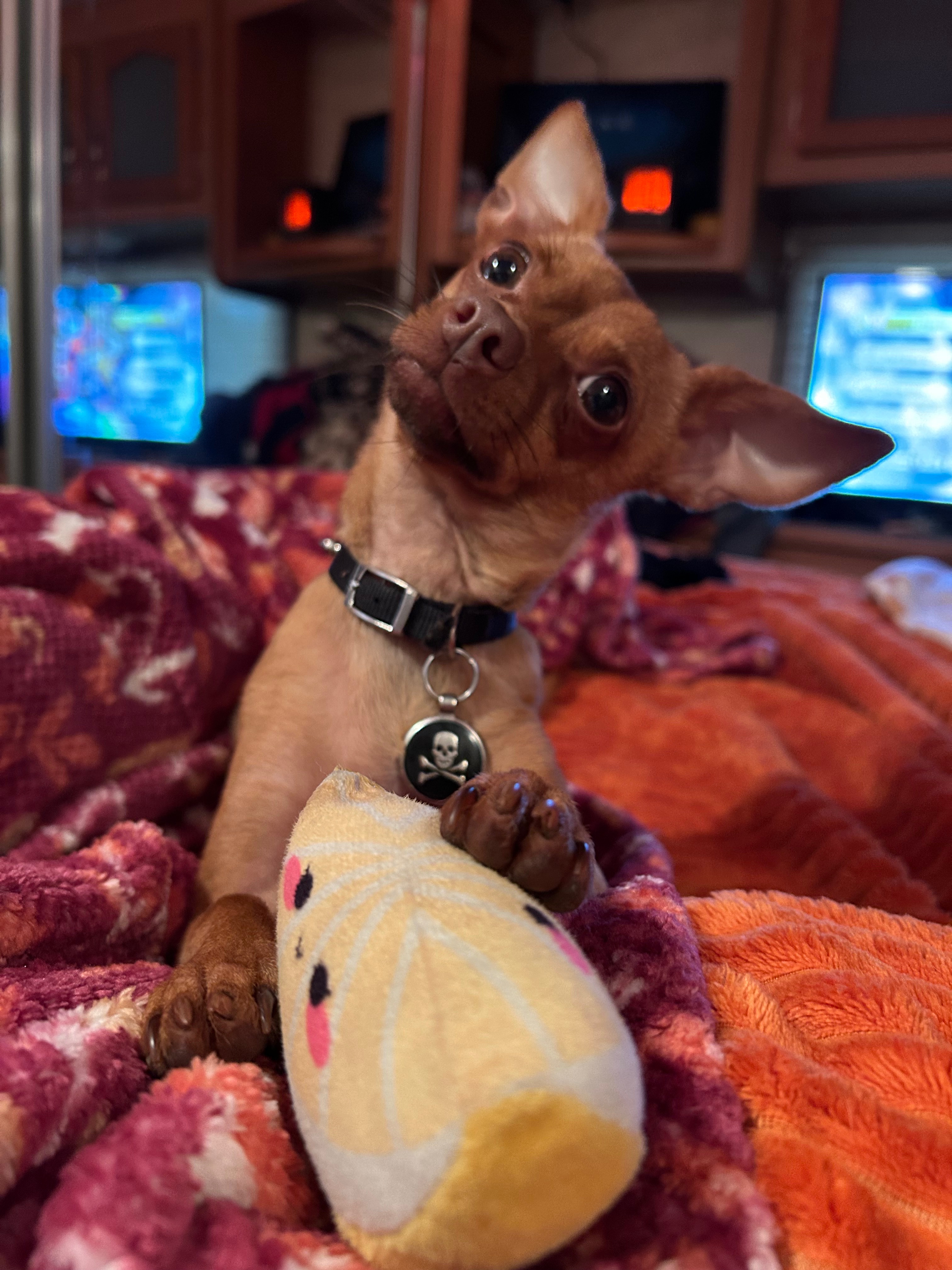 Fundraiser by Rustyn Drake : Help Doyle Recover from Emergency Vet Care