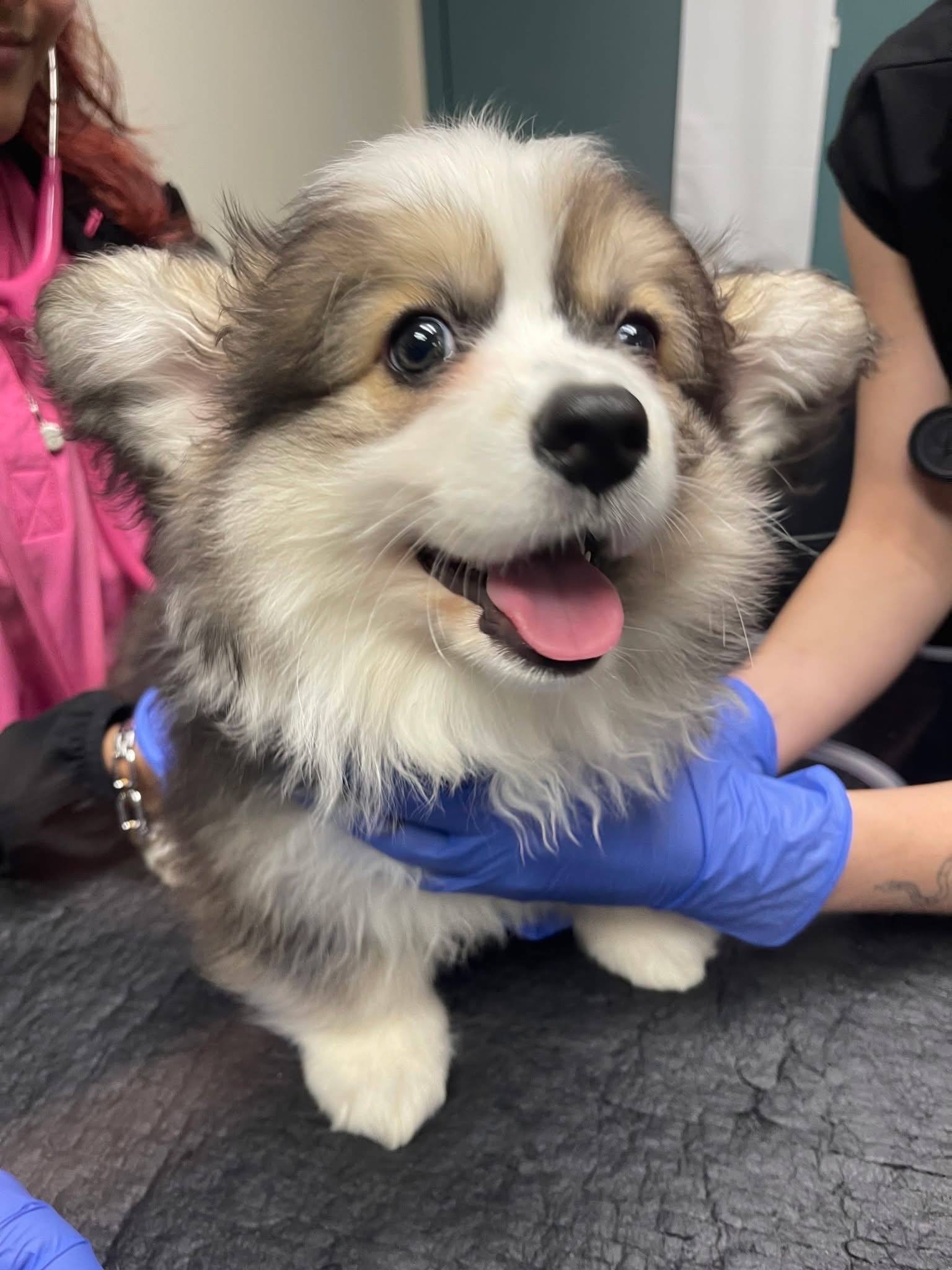 Fundraiser by Robin Faszold : Heart Surgery for Jenna at Pet’s Second ...
