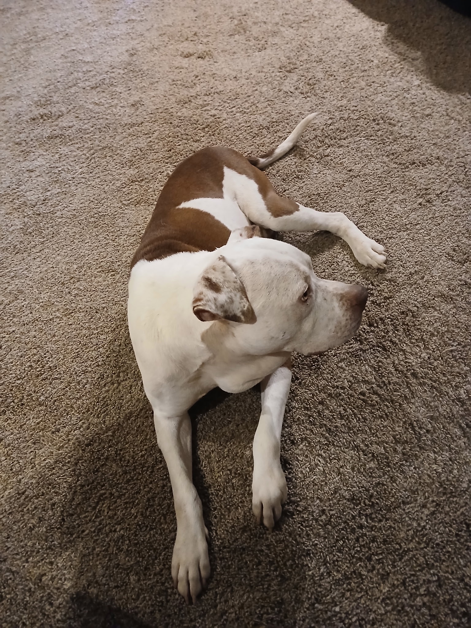Fundraiser by Angie Lude : Injured dog in need of a drain tube