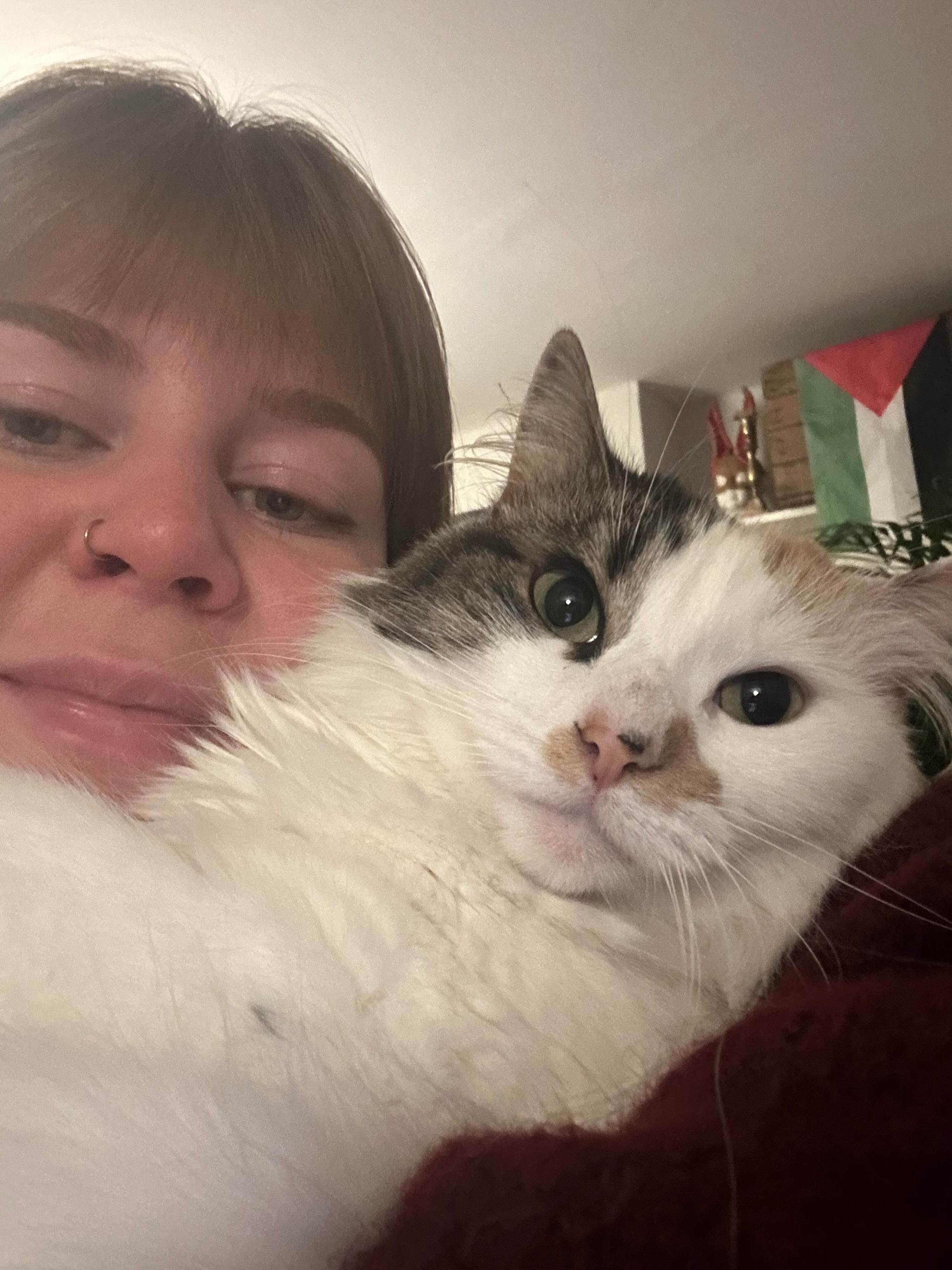Fundraiser by Fenn Eddy-Gardiner : Lovely Beans vet bills xo