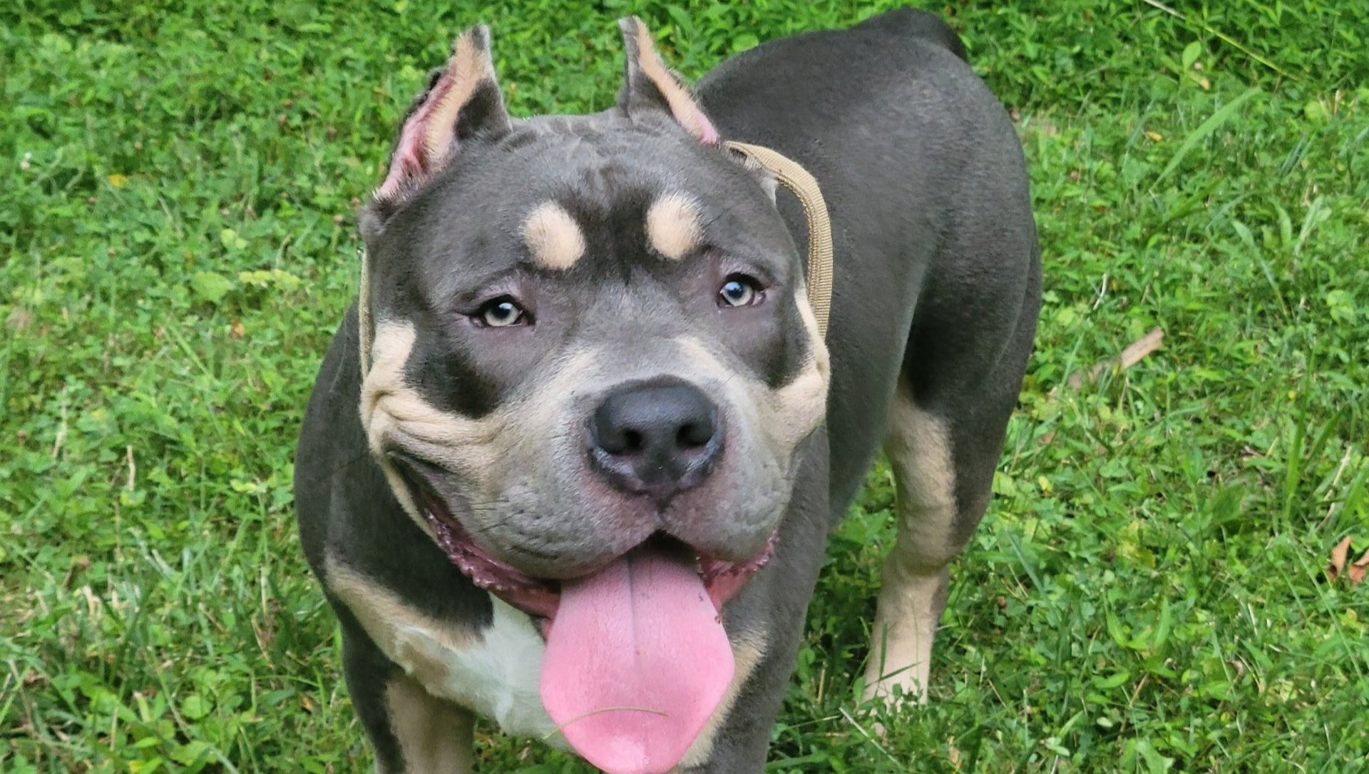 Fundraiser by David McClure : Help Rambo Get Life-Saving Surgery