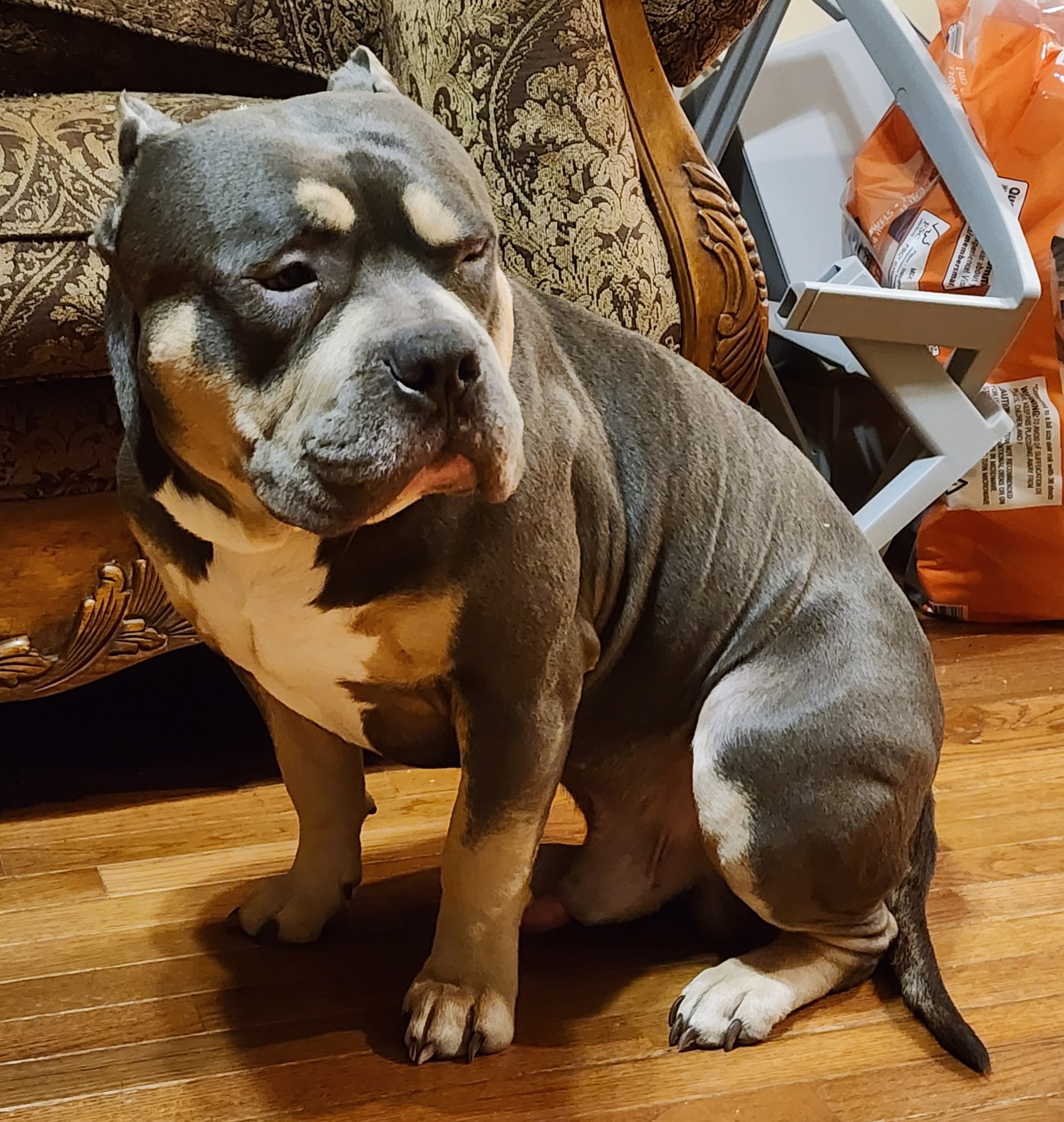 Fundraiser by David McClure : Help Rambo Get Life-Saving Surgery
