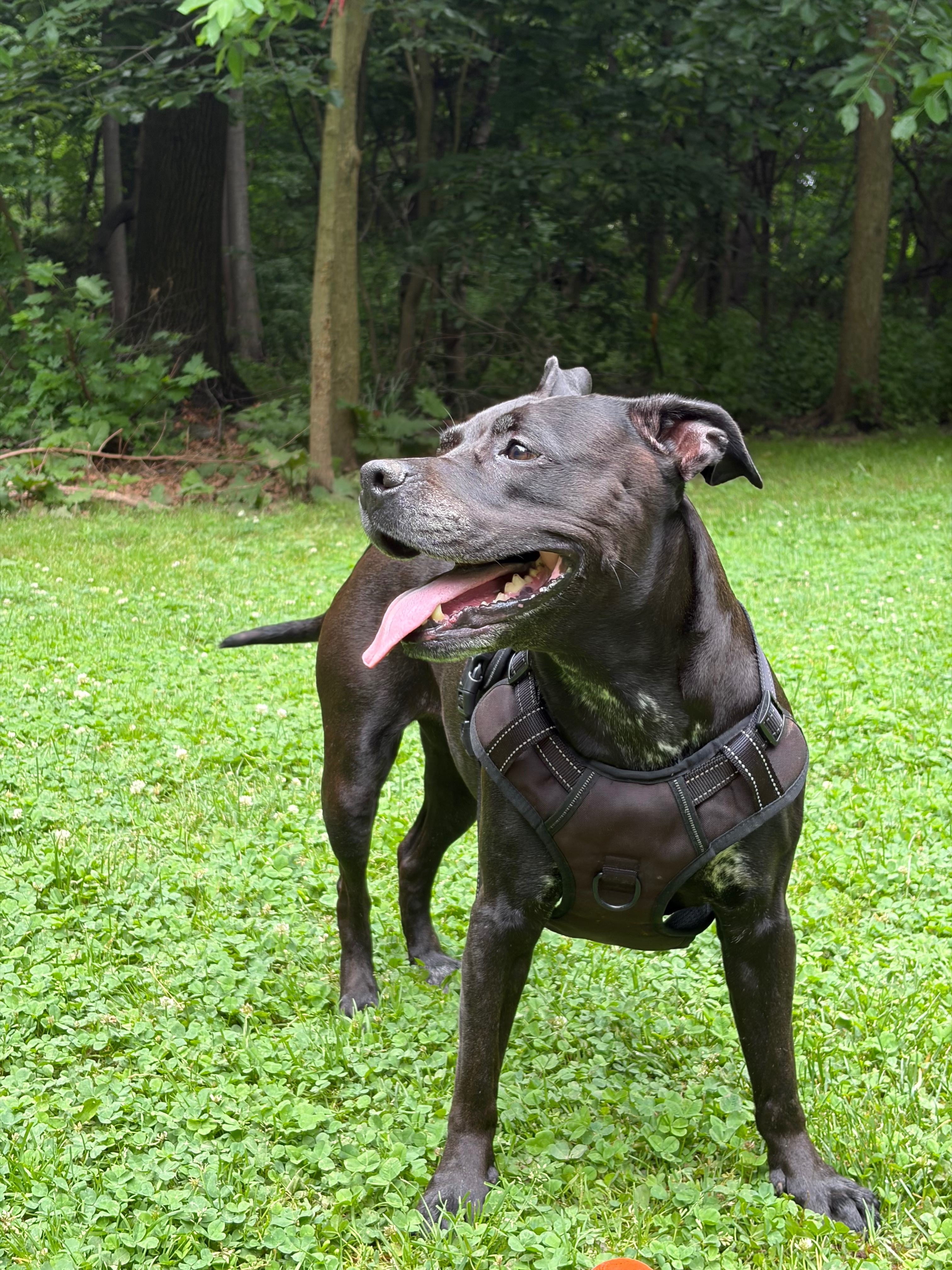 Fundraiser by Cindy C : Emergency Surgery for My Beloved Dog