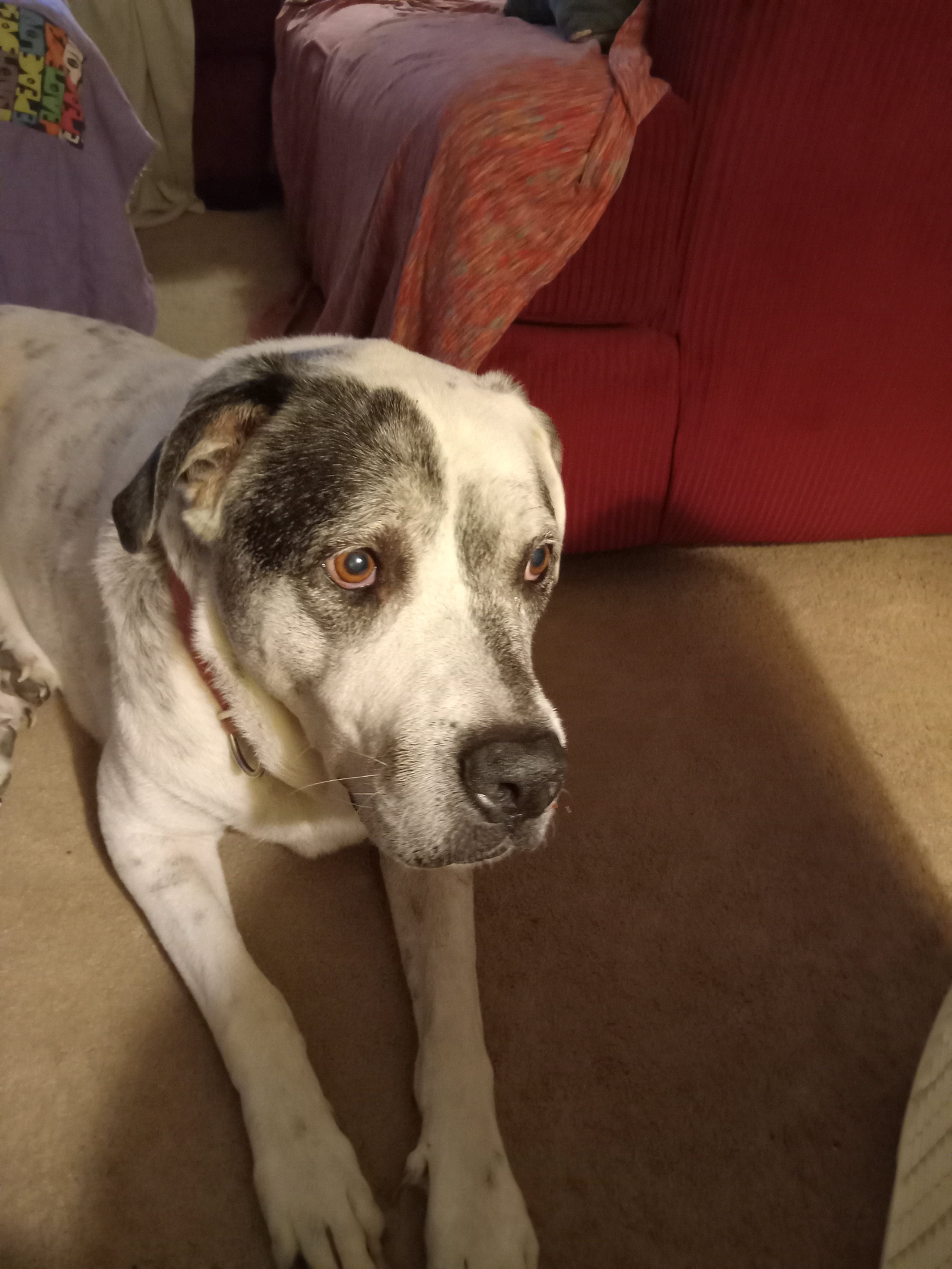 Fundraiser by Valerie Malucci : Help Hank Get His Vital Catscan
