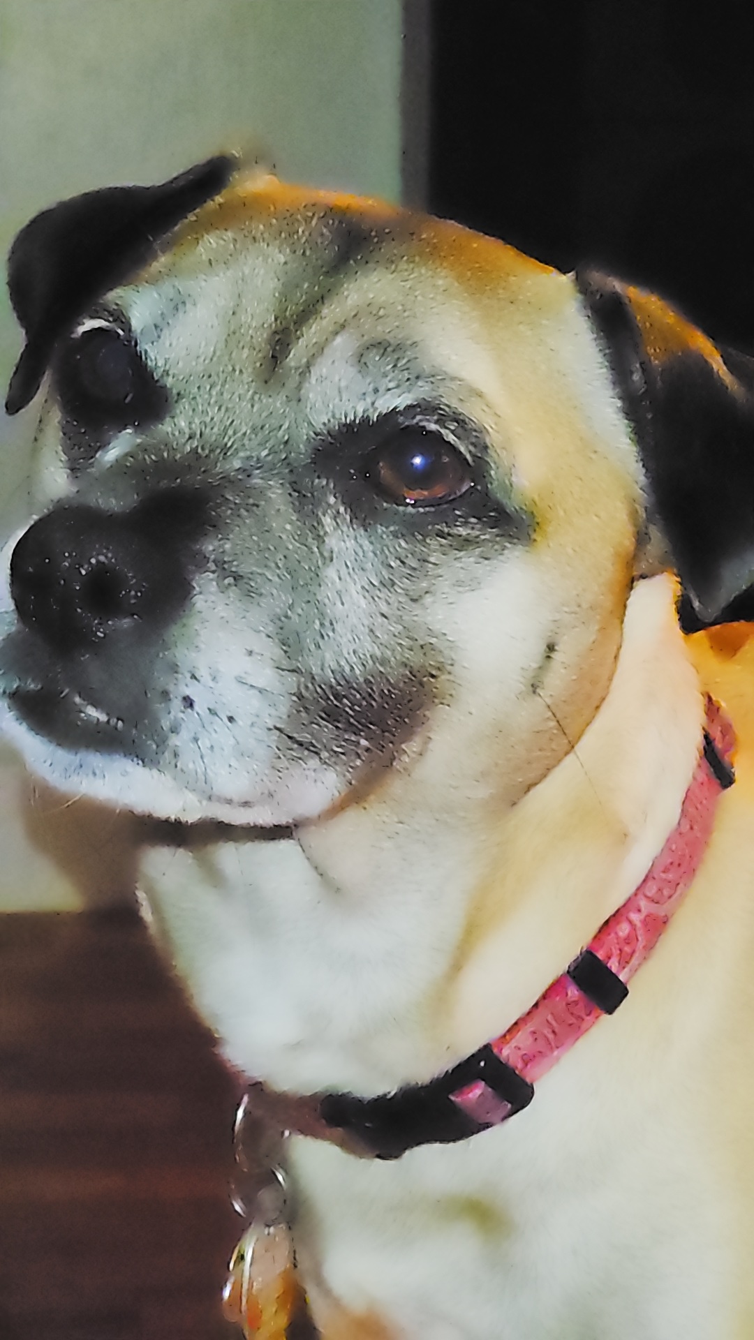 Fundraiser by Athena Miranda : Help My Dog Get the Surgery He Needs