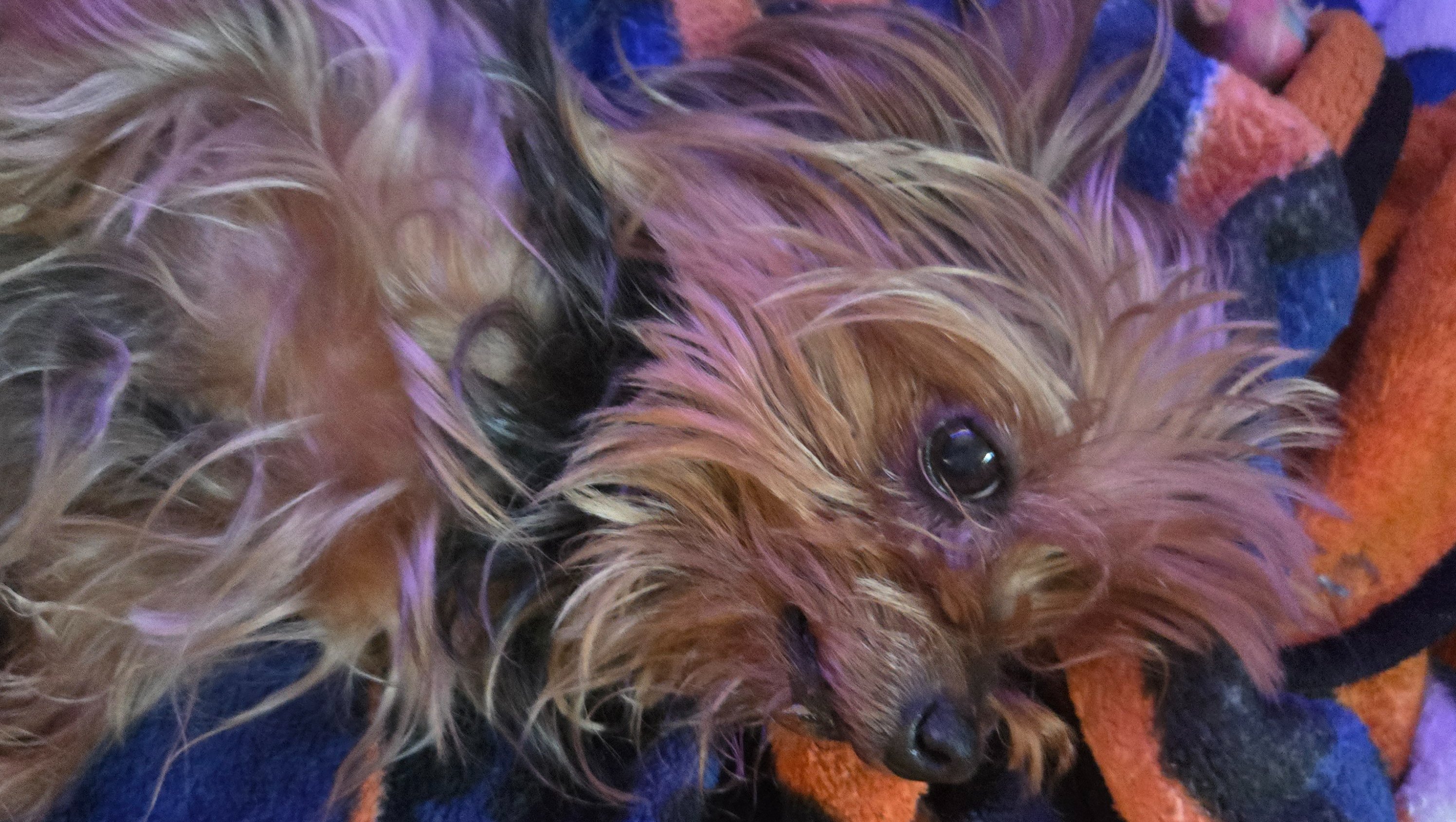 Fundraiser by Kassy M : Help Cashew the Yorkie Get Life-Saving Surgery