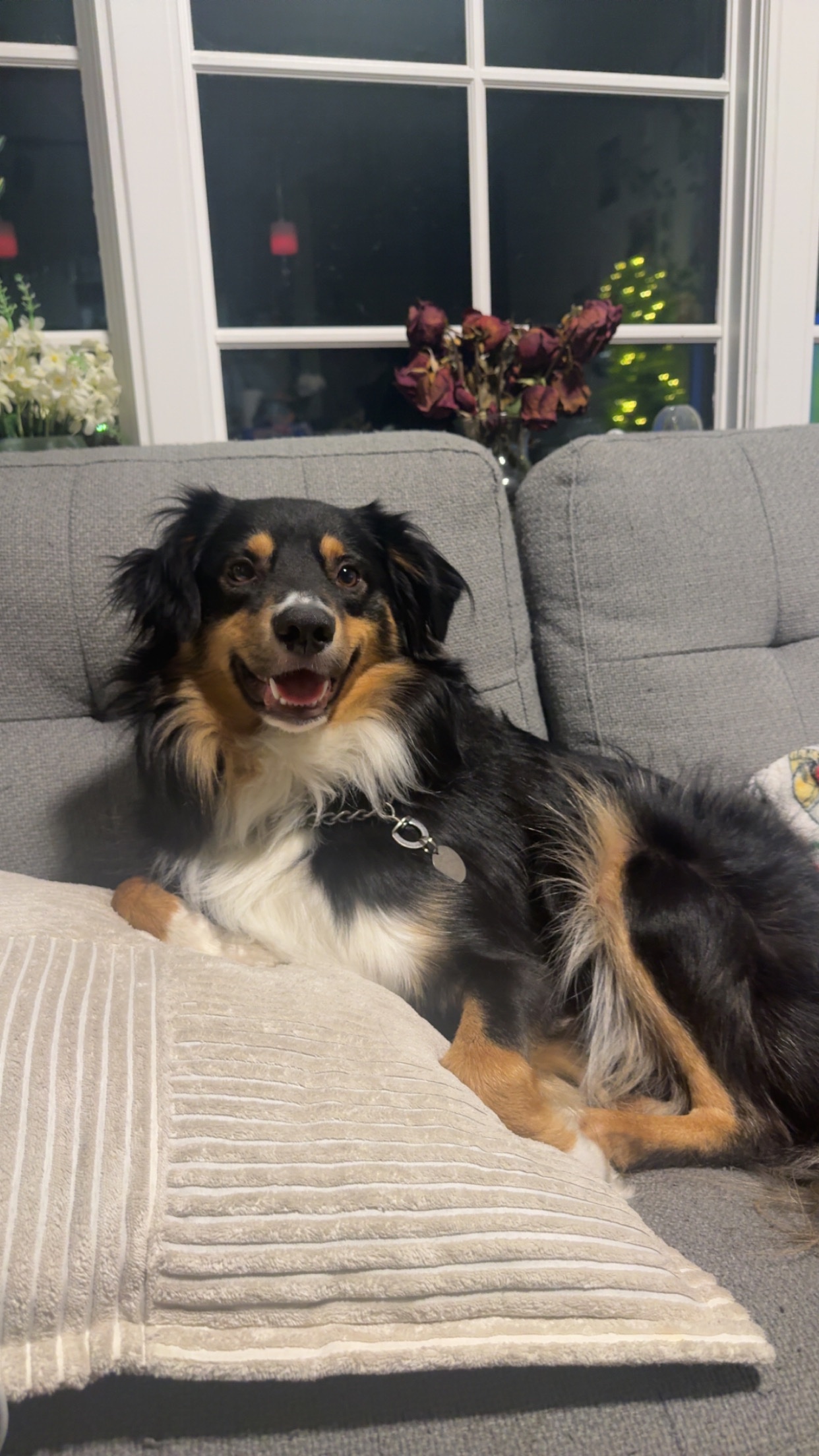 Fundraiser by Laney Urban : Help Onyx Recover from Emergency Overdose