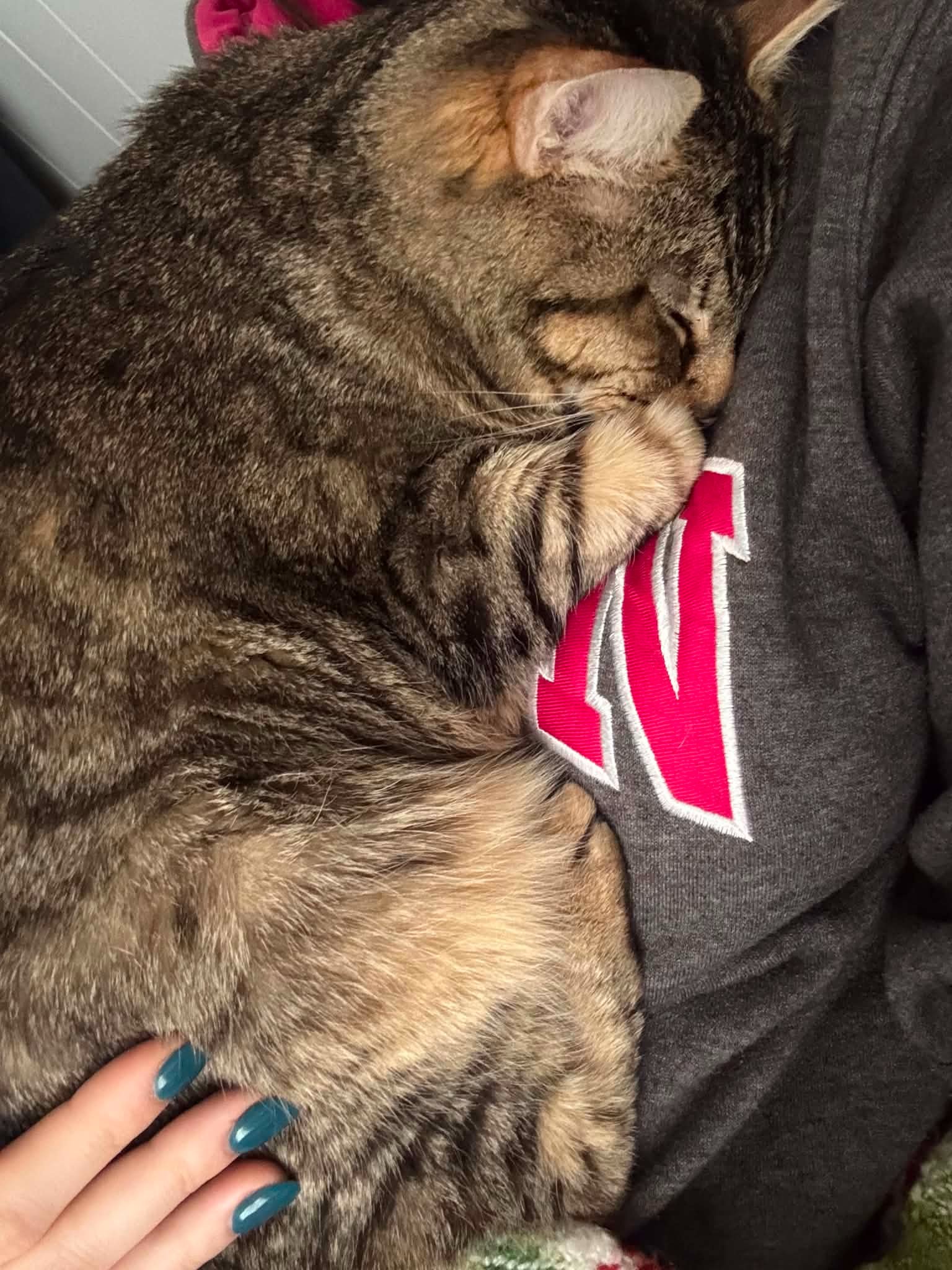 Fundraiser by Alyssa Gambacorta : Care for Remi, My Best Friend in Need