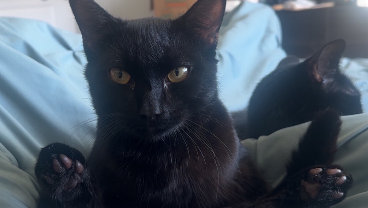 Fundraiser by Savannah Vargas : Memorial Fund for Snoop