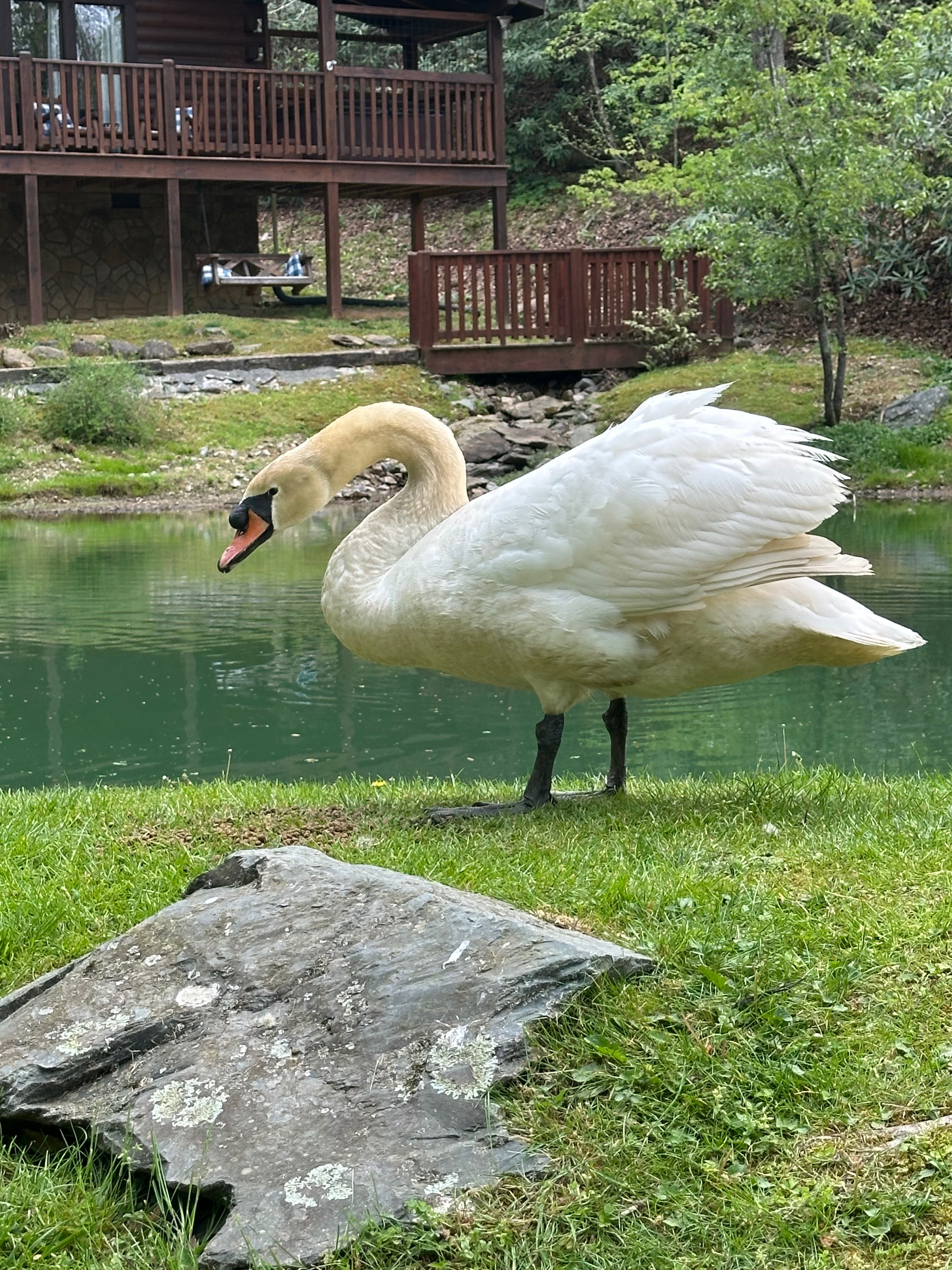 Fundraiser by Rob Crosby : Help a Lonely Swan Find Joy Again