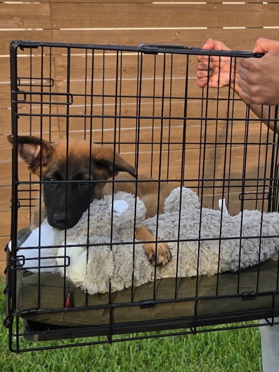 Fundraiser by Rene Lucio : Help Cloud Beat Parvo and Reunite with His ...