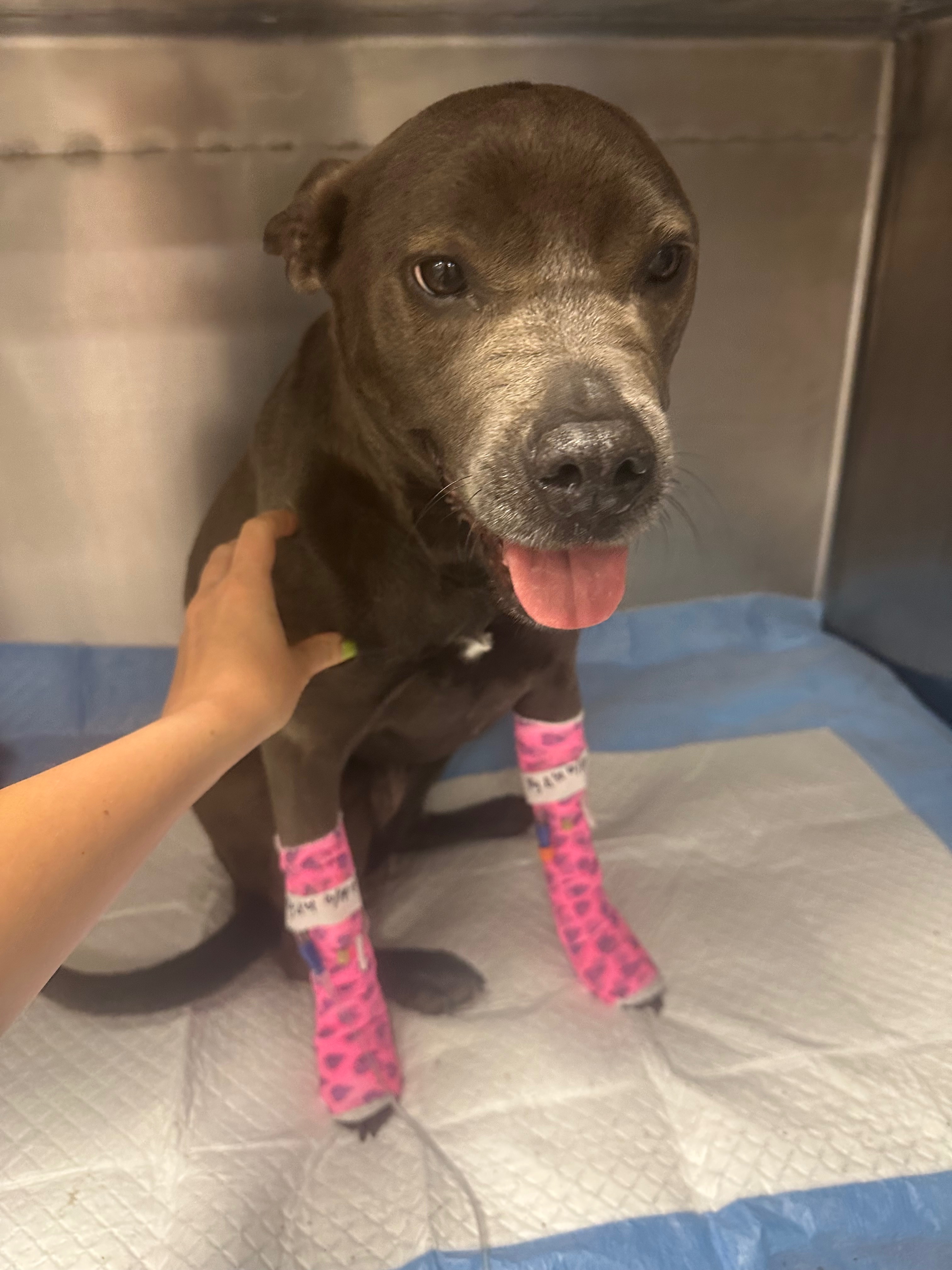 Fundraiser by Kennedy Shalloup : Aid for Akira’s ICU Care at Texas A&M