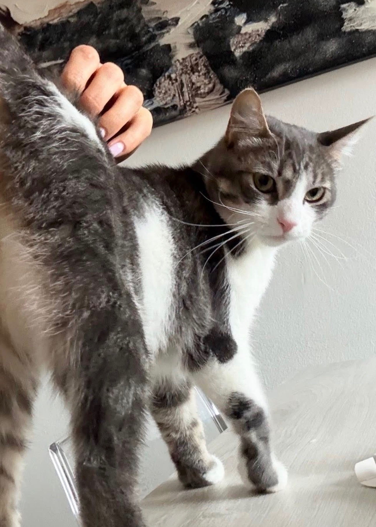 Fundraiser by Selena Cattaneo : Aiutateci a trovare Nala!!!