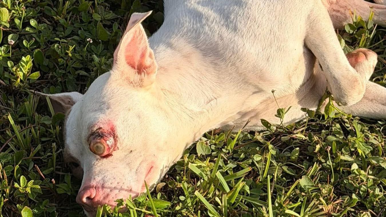 Fundraiser by Maria Torres : Emergency Care for Injured Dog in Need