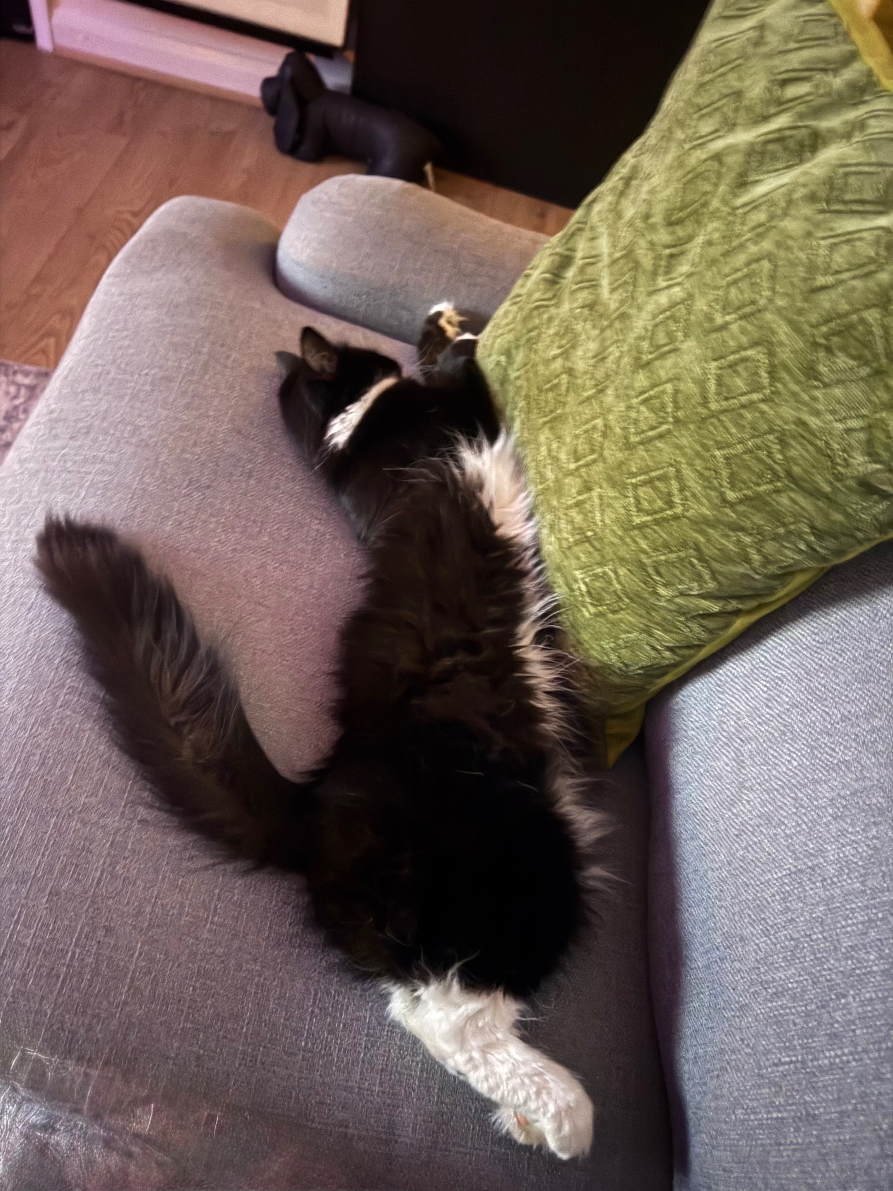 Fundraiser by Maurice Walcott : Help Me Care for My Best Friend, Shadow