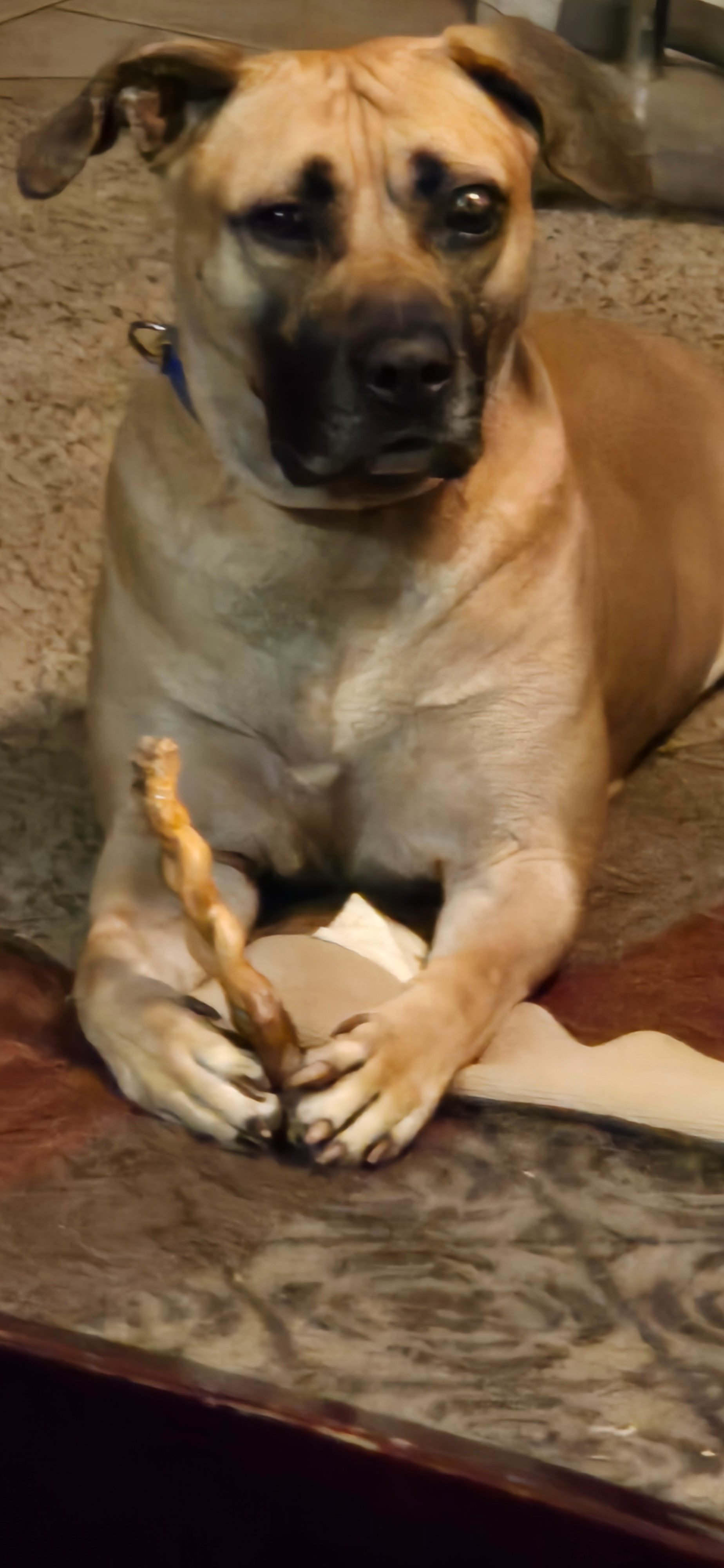 Fundraiser by Andera Fisher : Help Achilles Get Eye Surgery