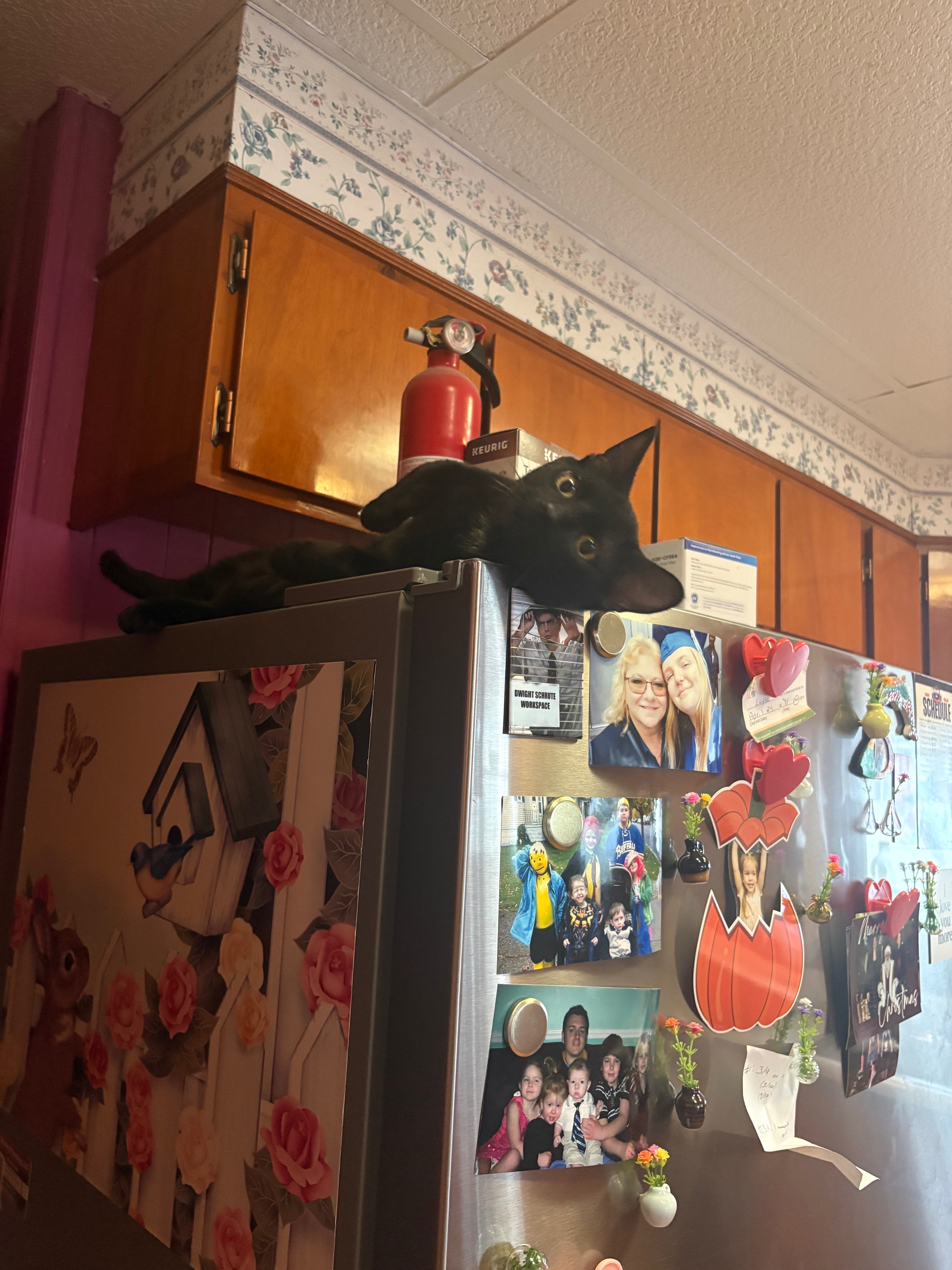 Fundraiser by Layla Carncross : Support Binx’s Fight Against FIP