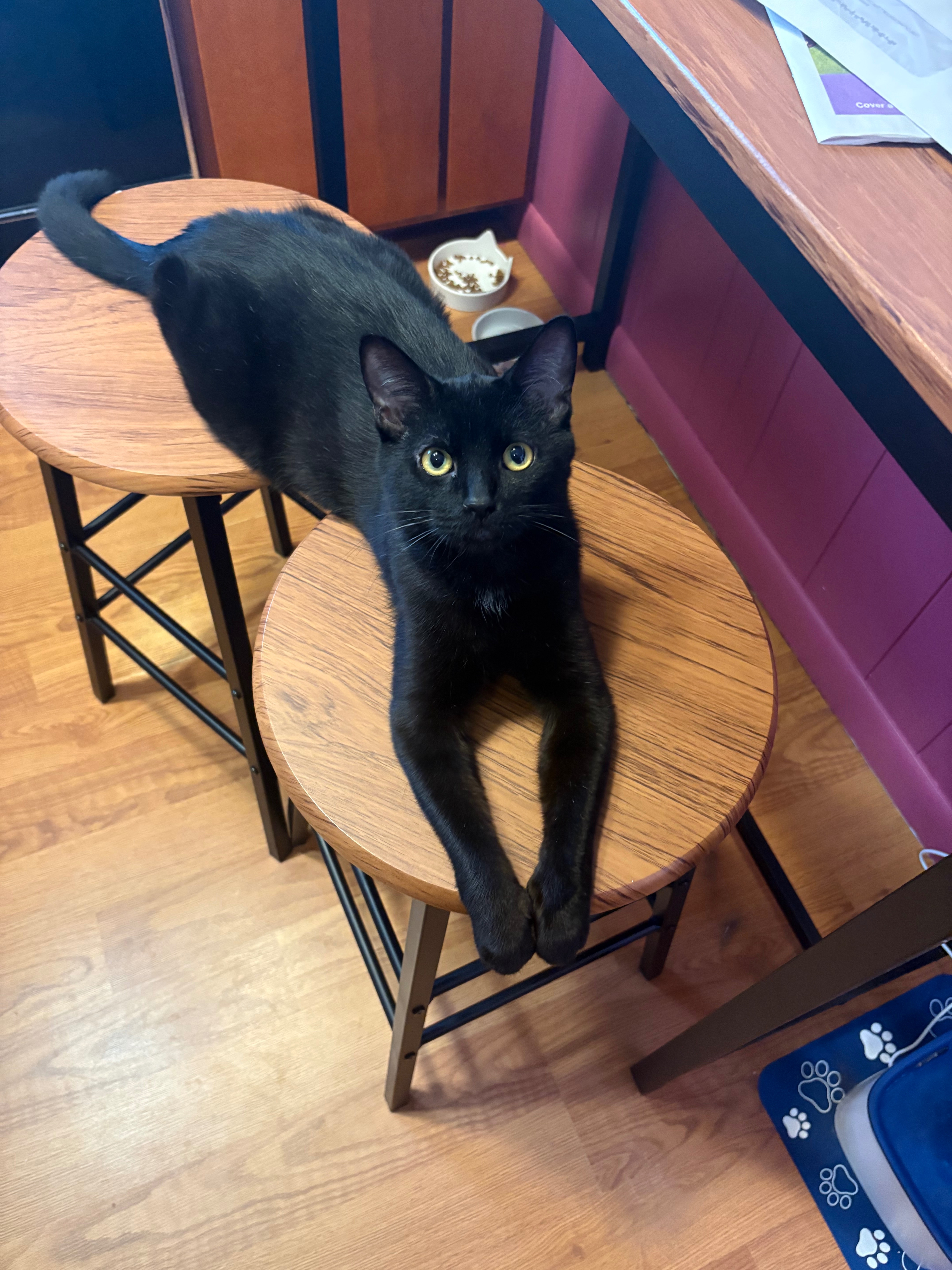 Fundraiser by Layla Carncross : Support Binx’s Fight Against FIP