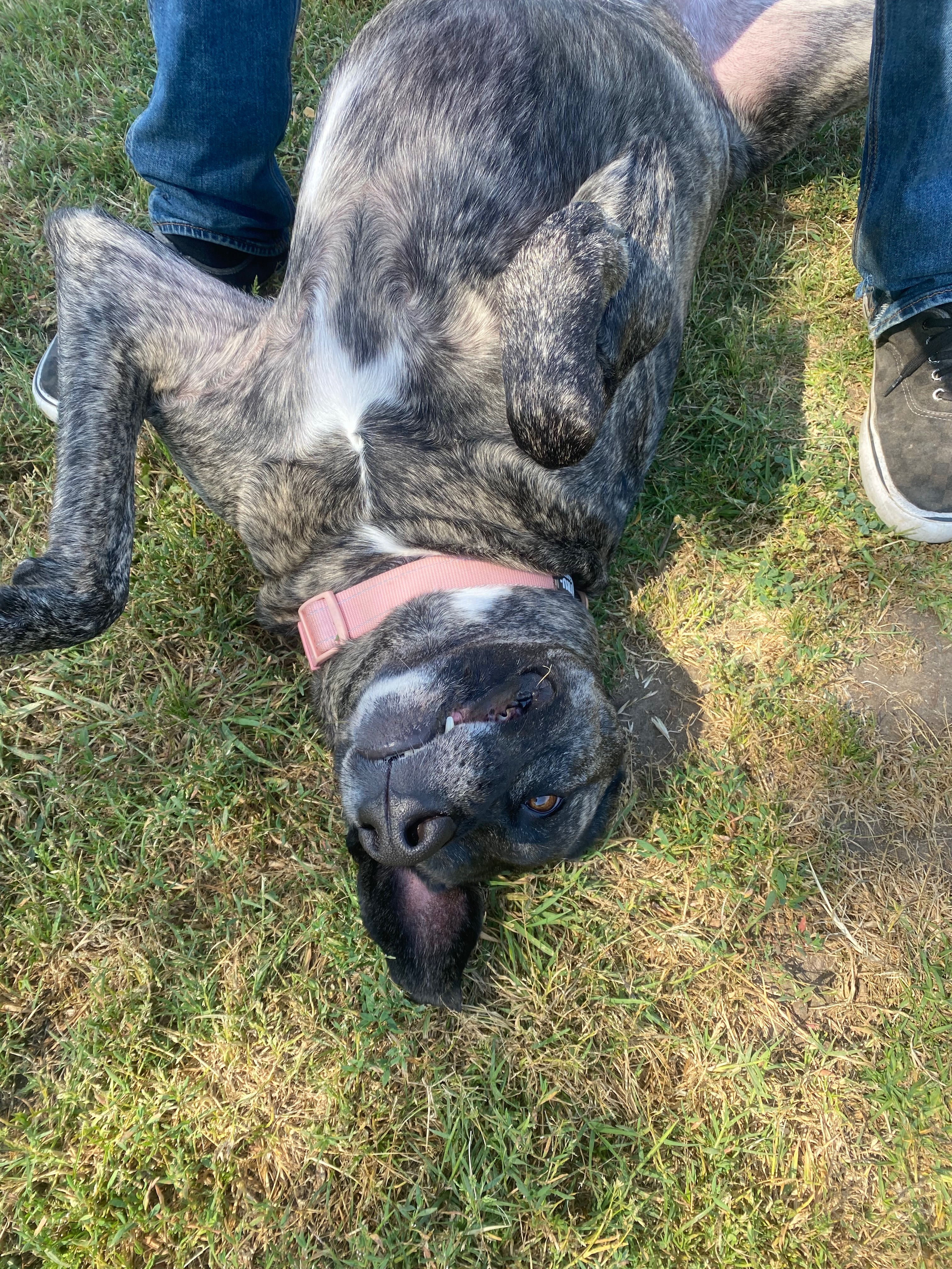 Fundraiser by Wyatt Overton : Help my dog Molly recover from a ...
