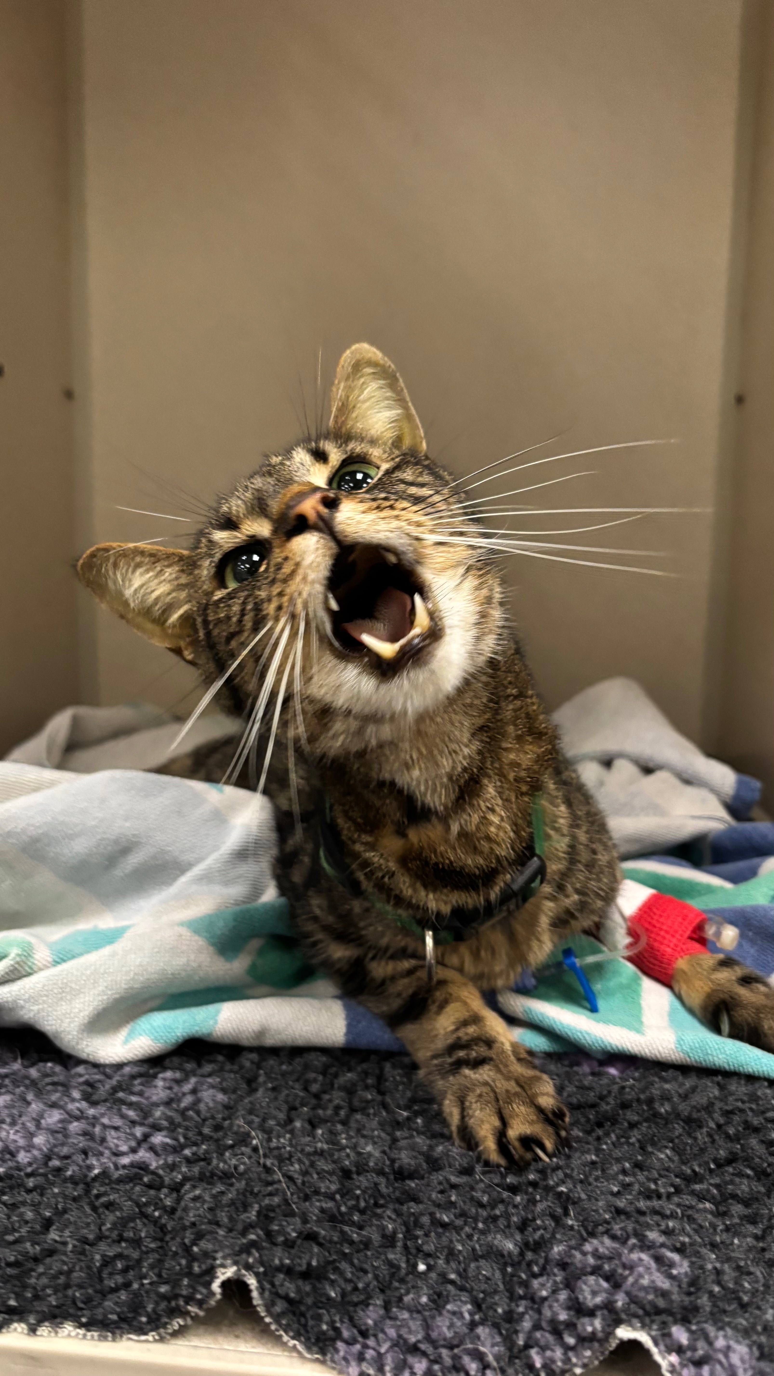 Fundraiser by Katie Marie : Help Lawrence Land on his Paws