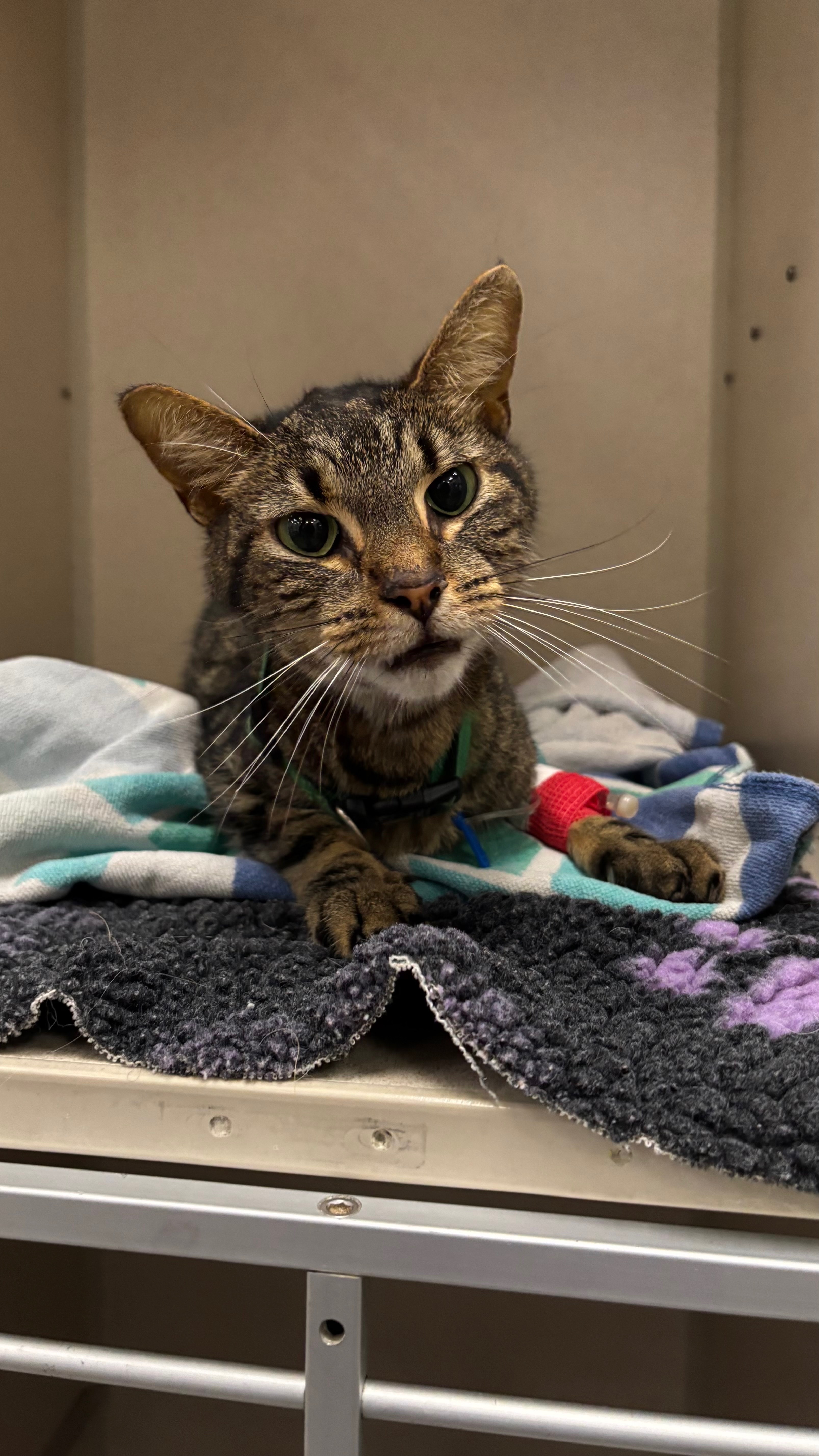 Fundraiser by Katie Marie : Help Lawrence Land on his Paws