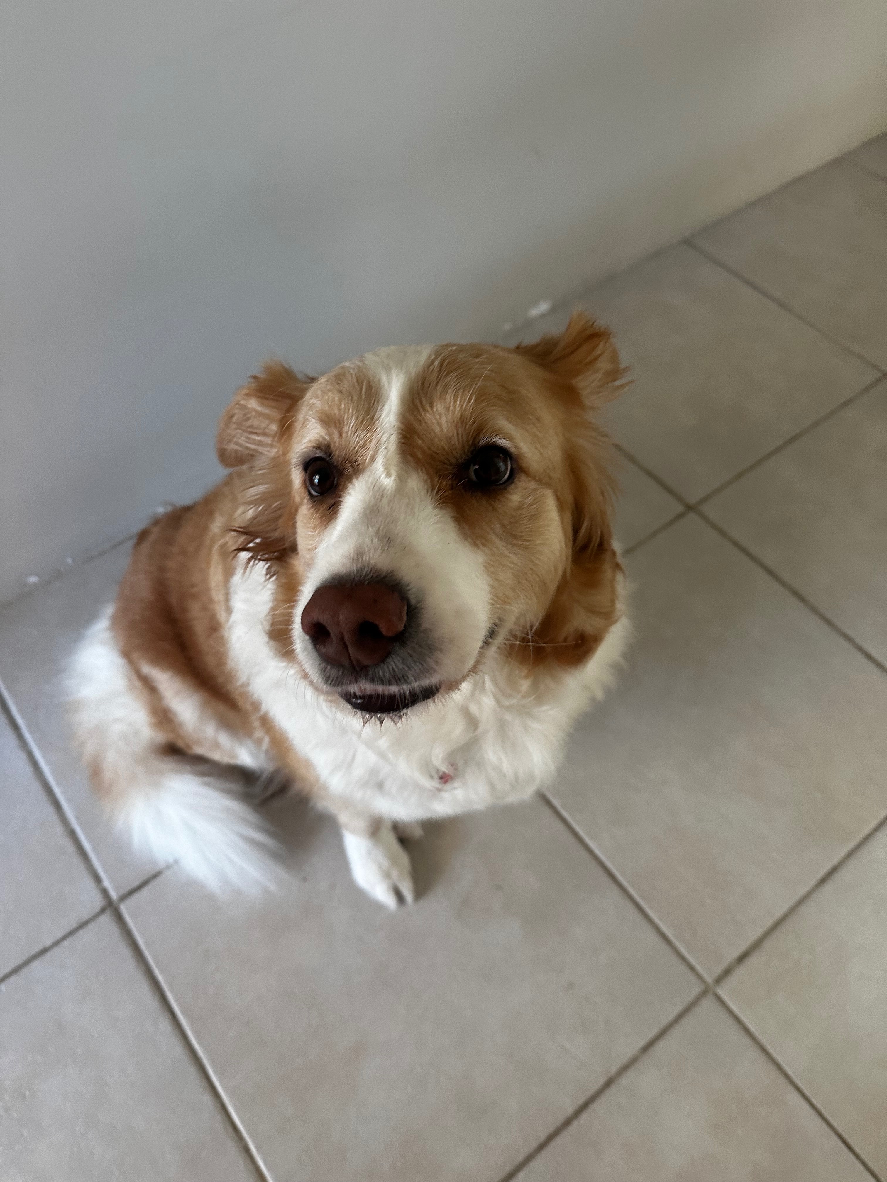Fundraiser by Fraser Mills : A lifeline for Bonnie
