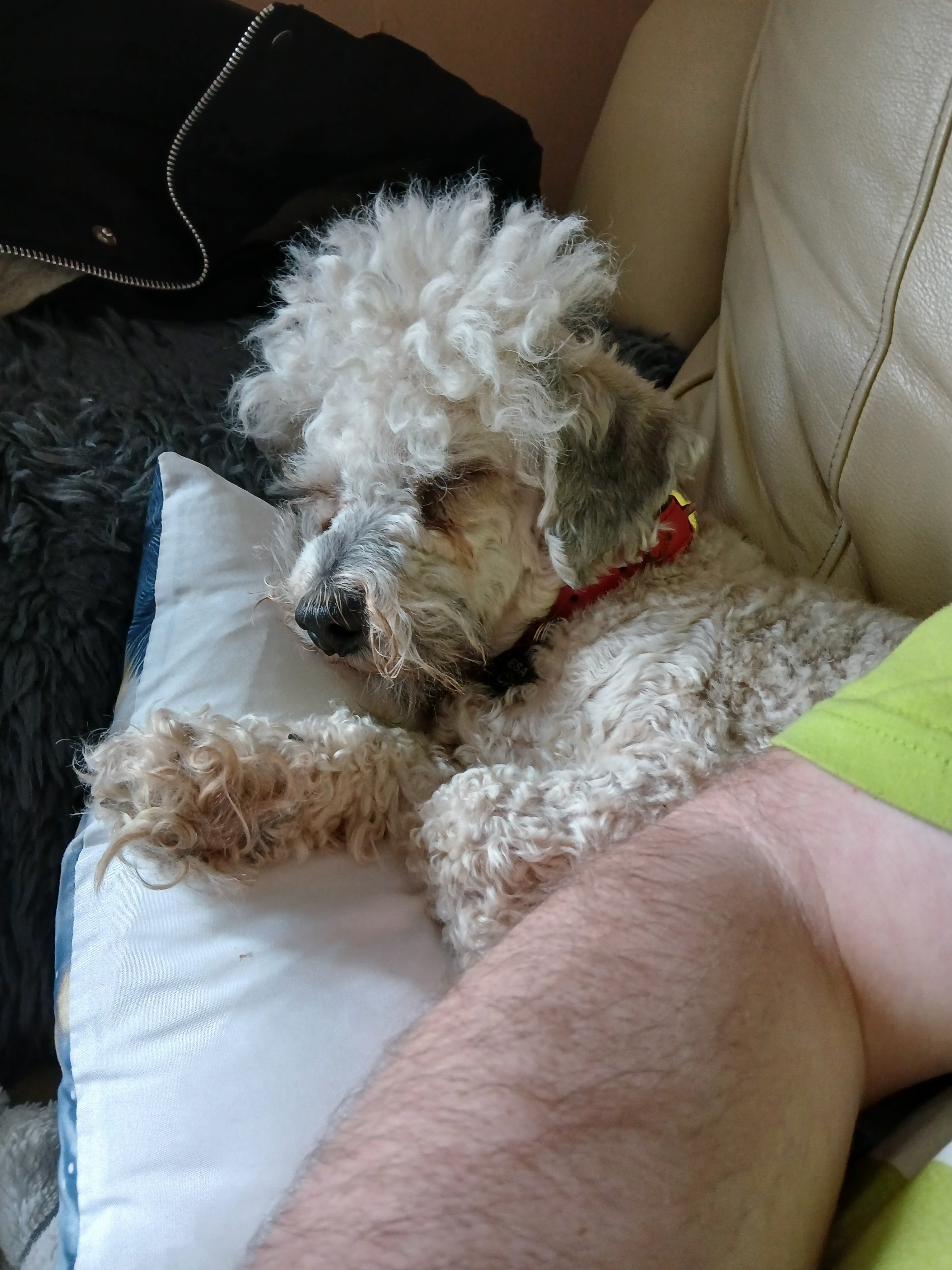 Fundraiser by Tammy Concannon : Emergency surgery an neuroligist