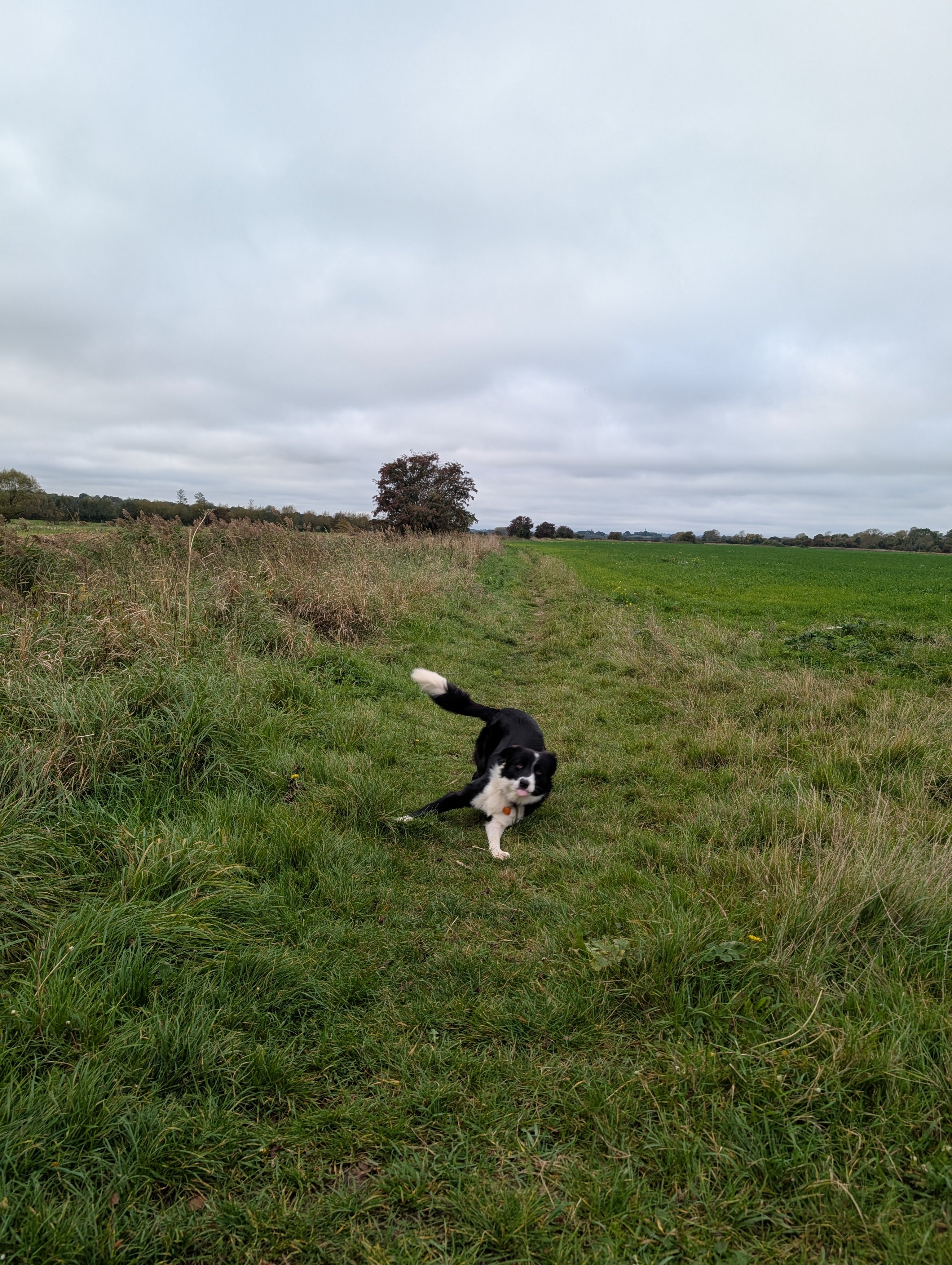 Fundraiser by Stephanie Johnson : Emergency bowel Surgery for Timmy