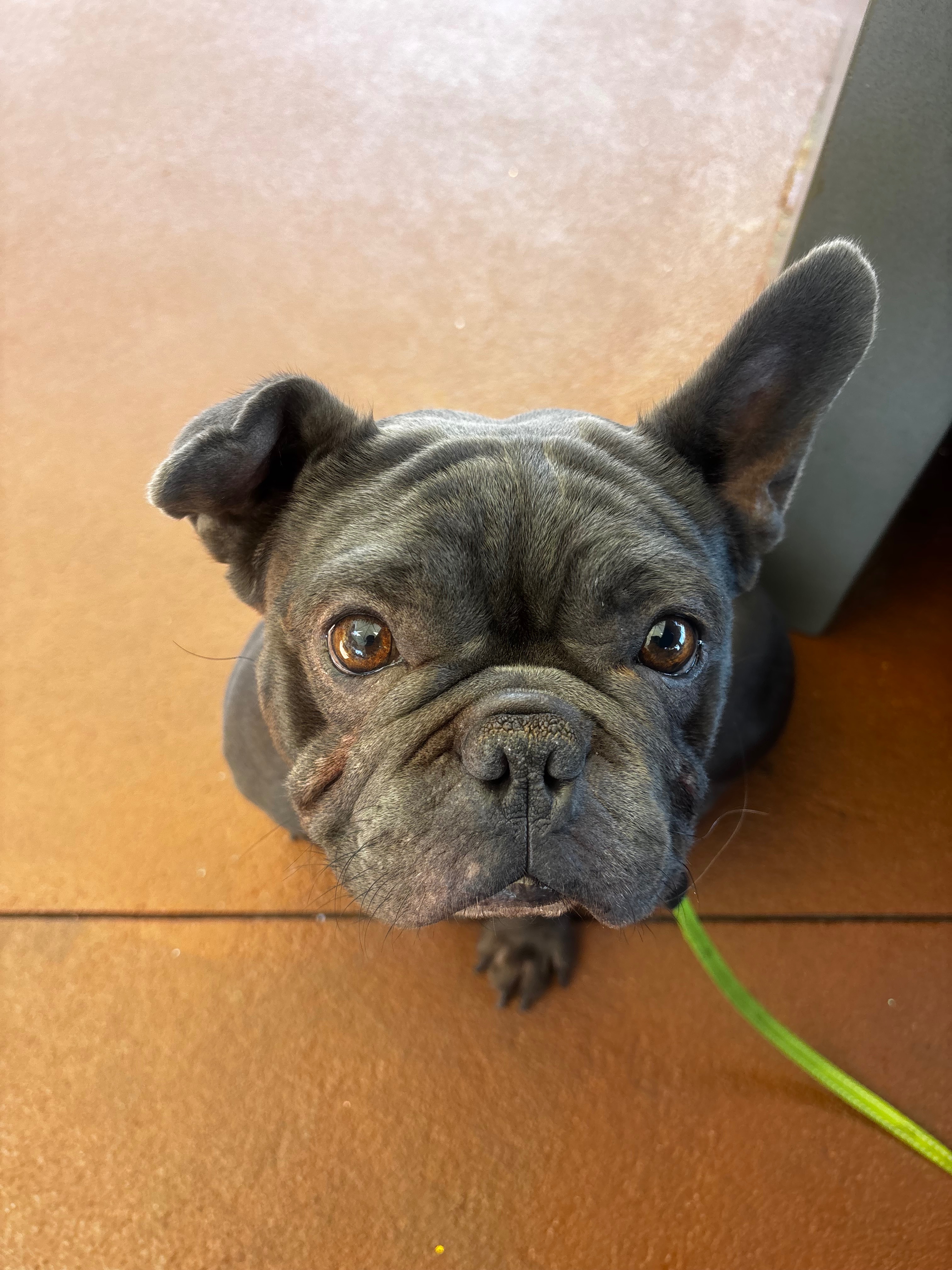 Fundraiser by Kiahnoa Saucedo : Help Tommy Get Surgery for His Ear Hematoma