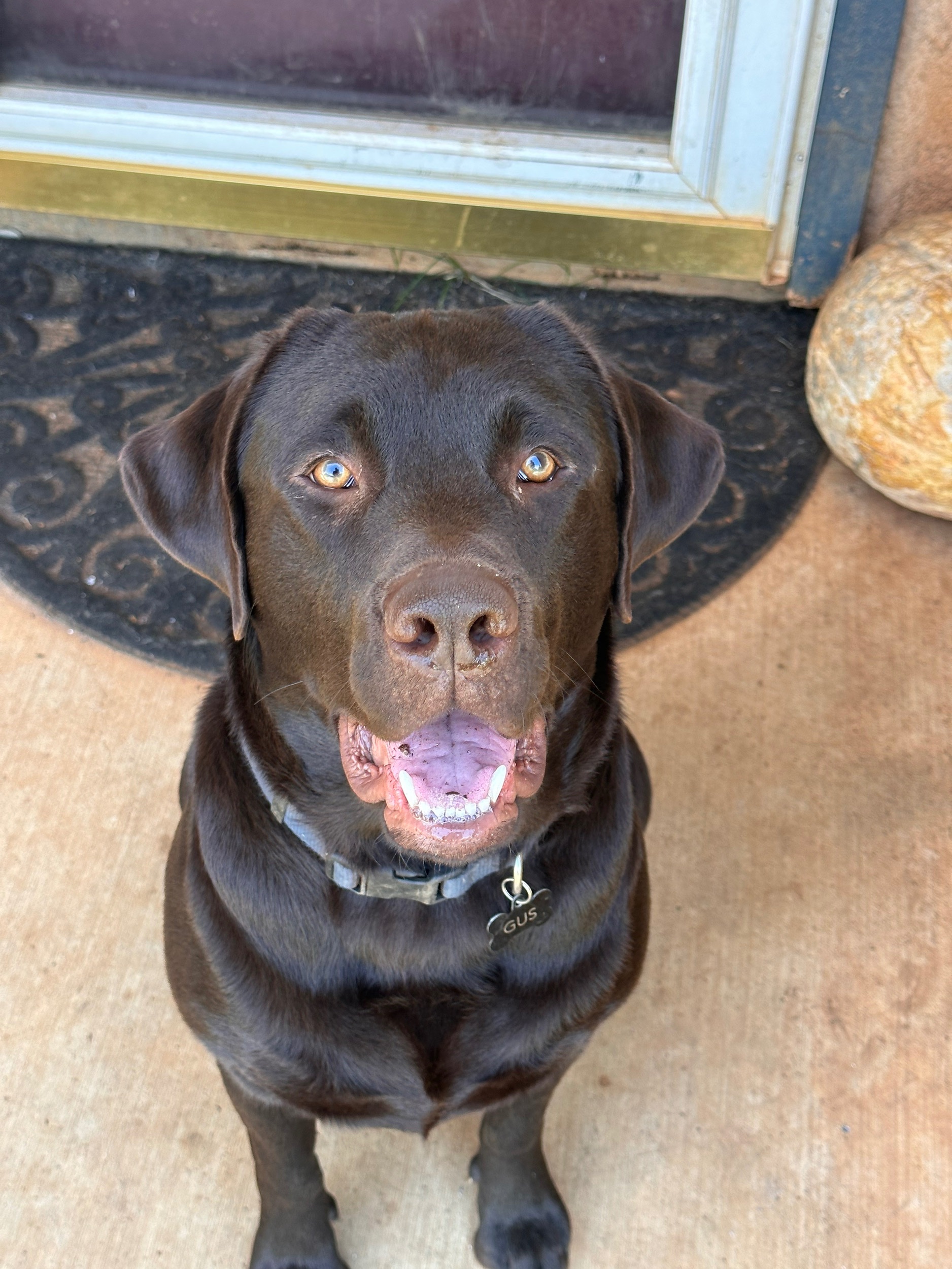 Fundraiser by Lilly Ramirez : Help Gus Recover from Pancreatitis