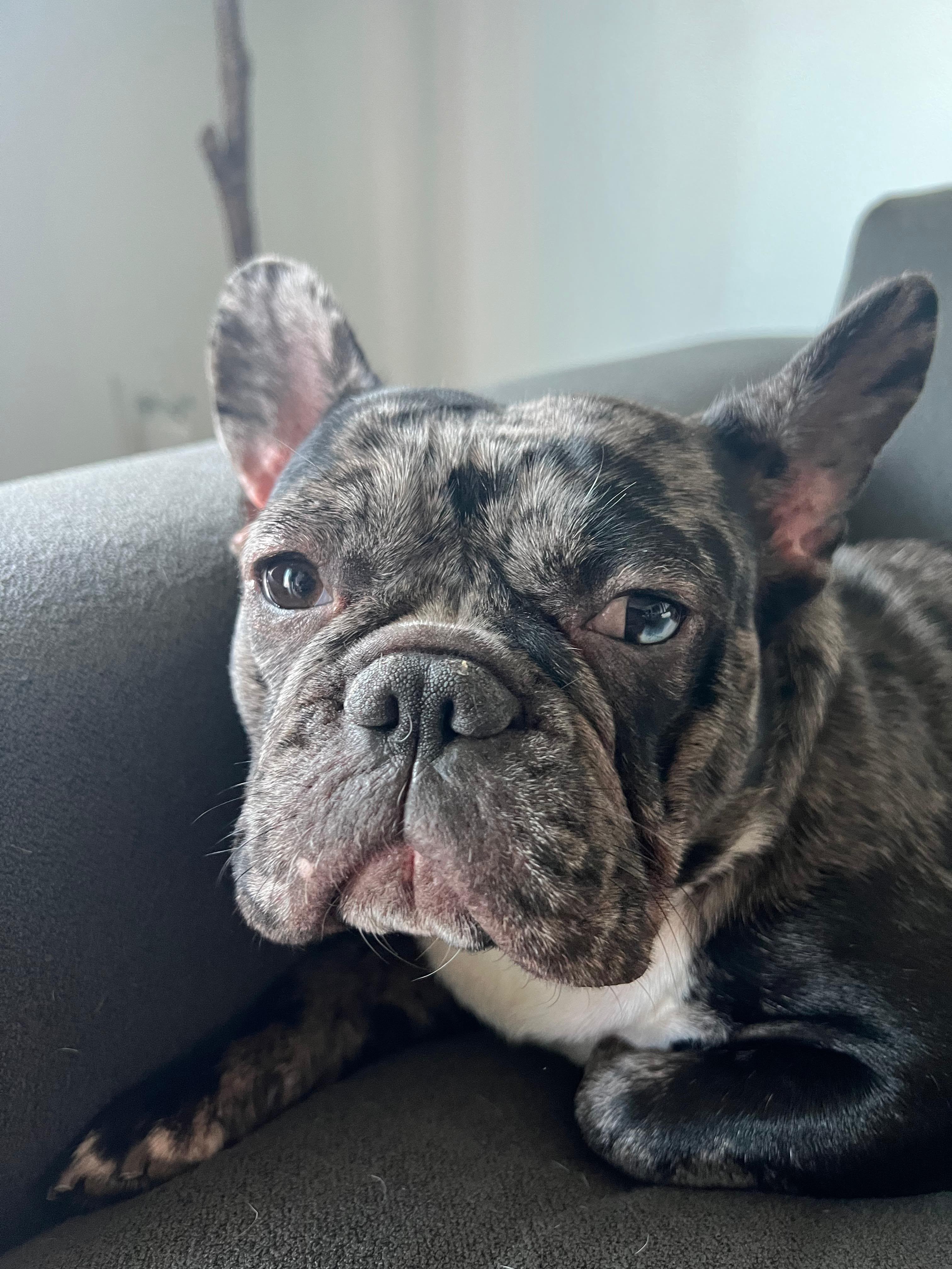Fundraiser by Luz M Cardona : Help Reunite a Family With Their 3 Dogs