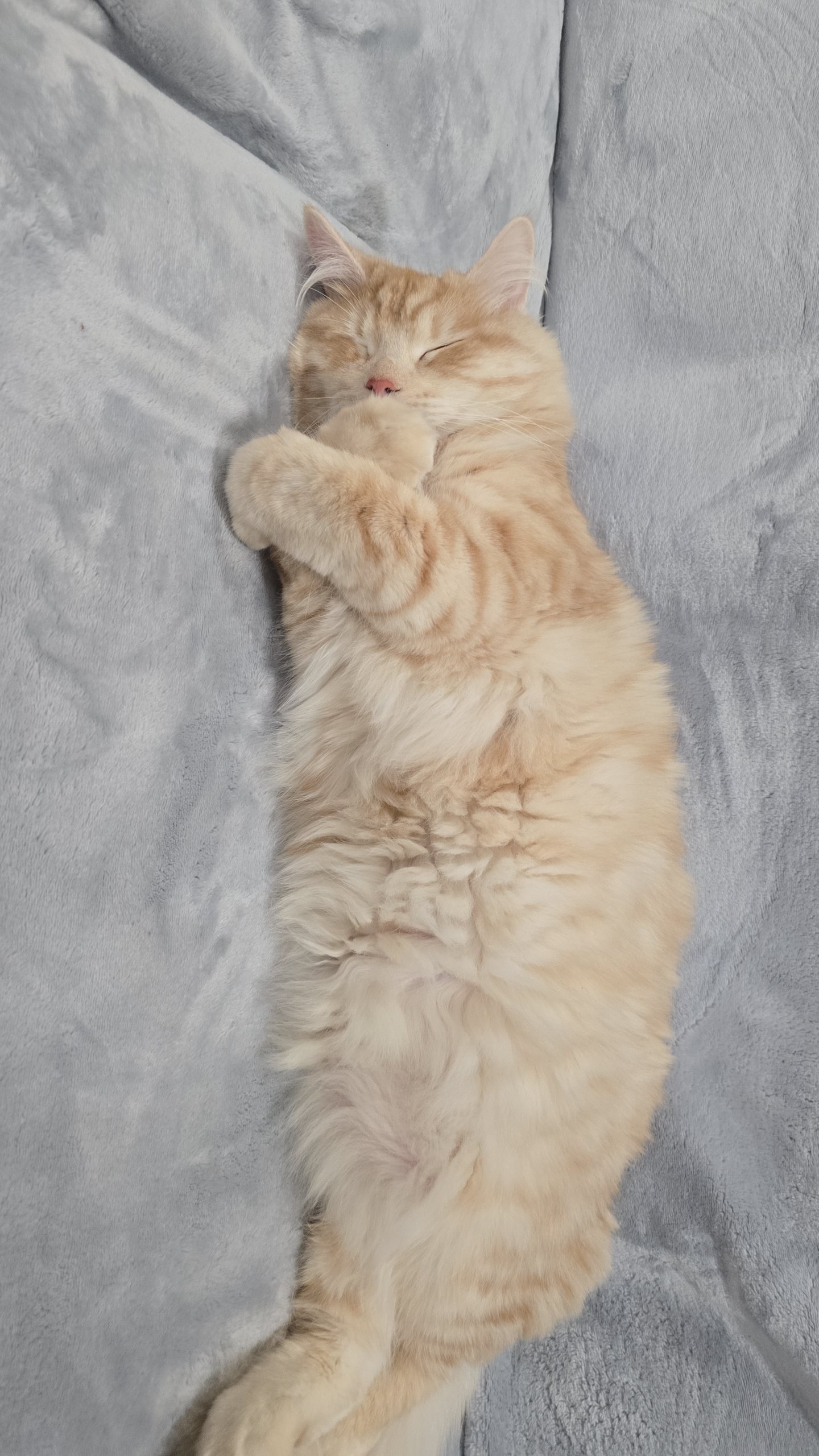 Fundraiser by Jordyn Chartrand : Two year old cat needs emergency ...