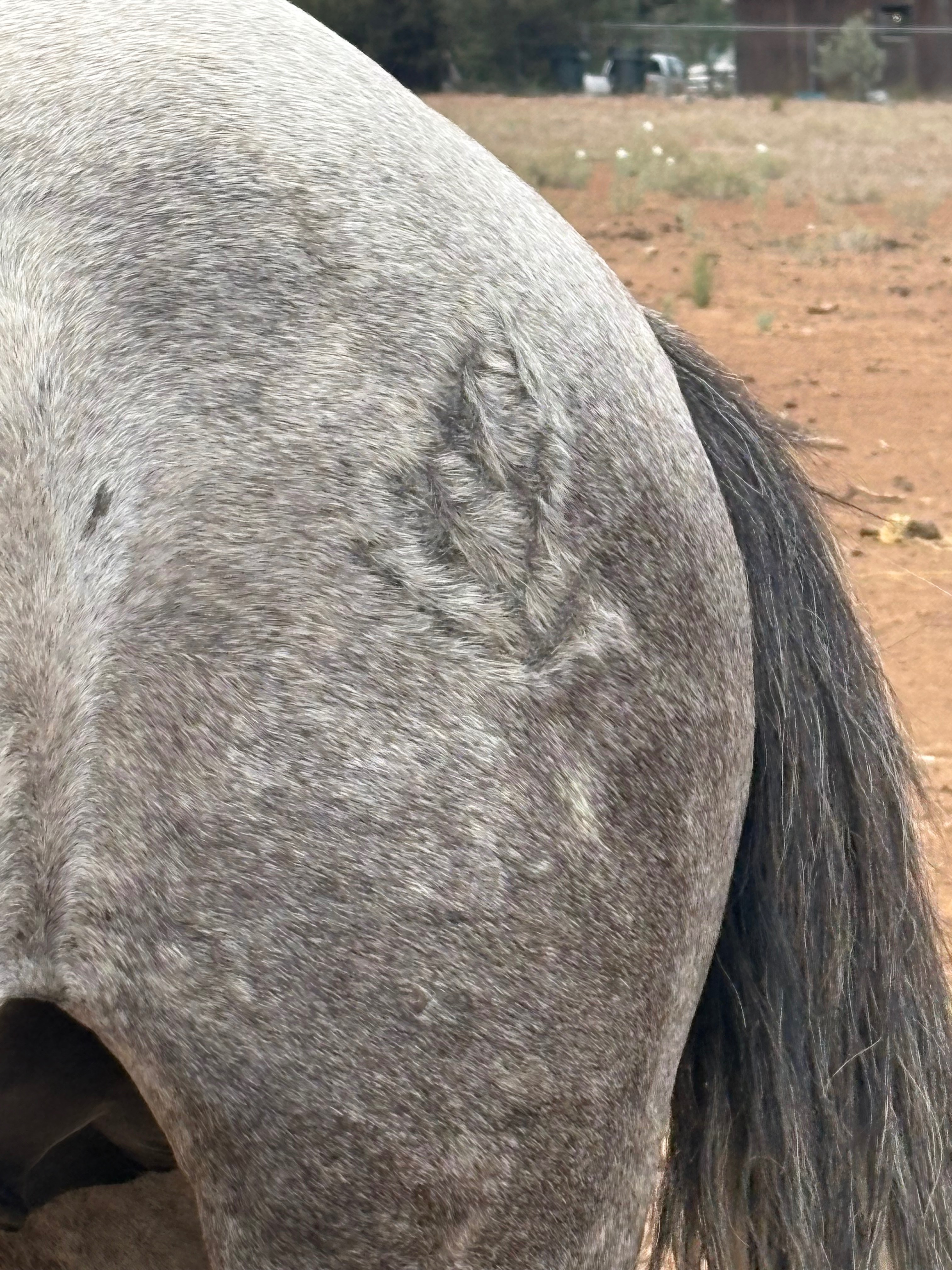 Fundraiser by Claudia Griggs-Potter : Fund for Safe Fencing and Stud ...