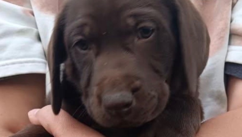 Fundraiser by Kendra Hess : A Service Dog for a Brighter Future