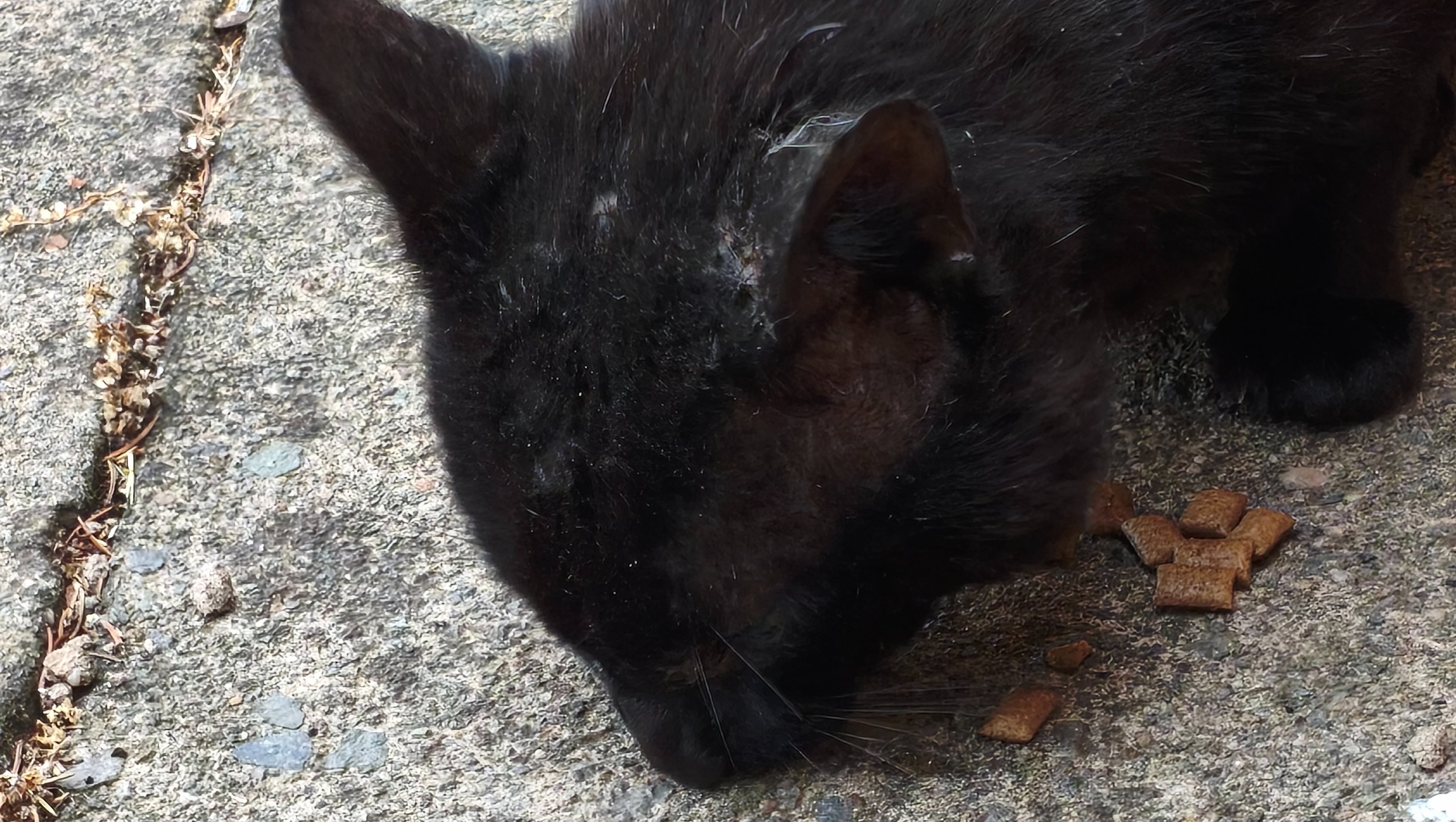 Fundraiser by Chloe Barrett : Support for vet bills&costs for stray cat ...